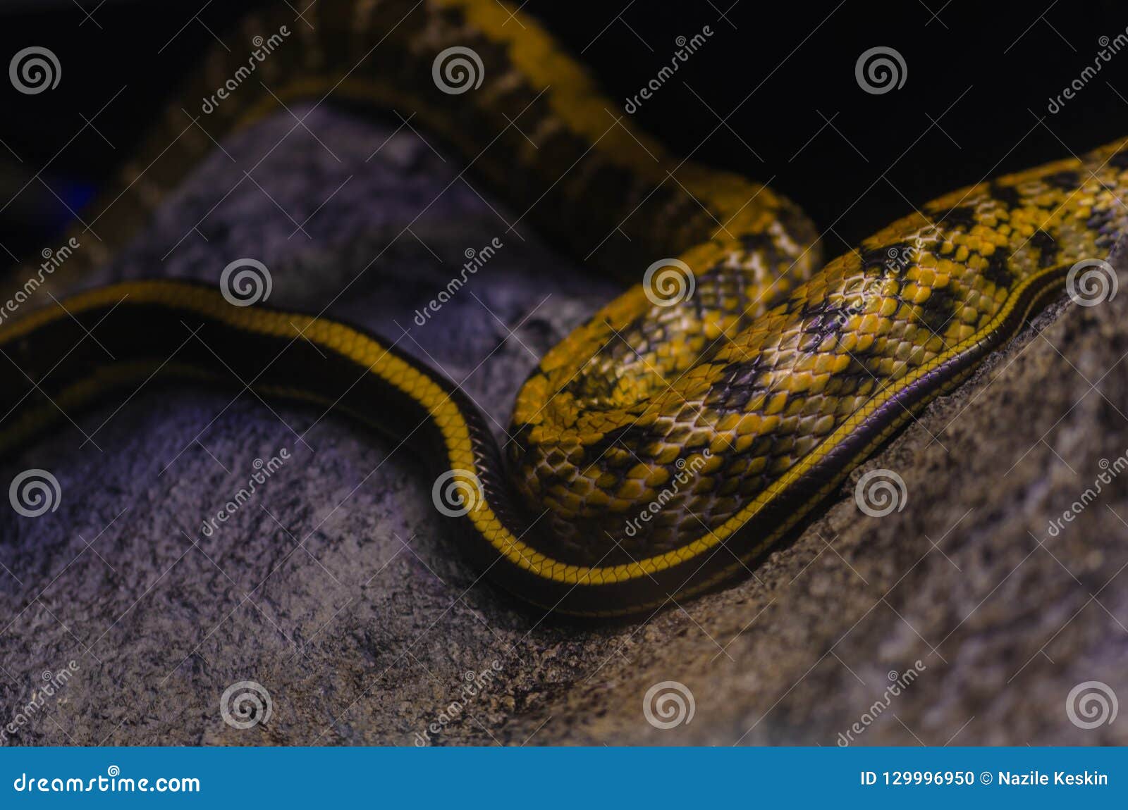 Guling Tjaller Ormen, En Stor Och Ljus Gul Randig Orm Av Arkivfoto ...