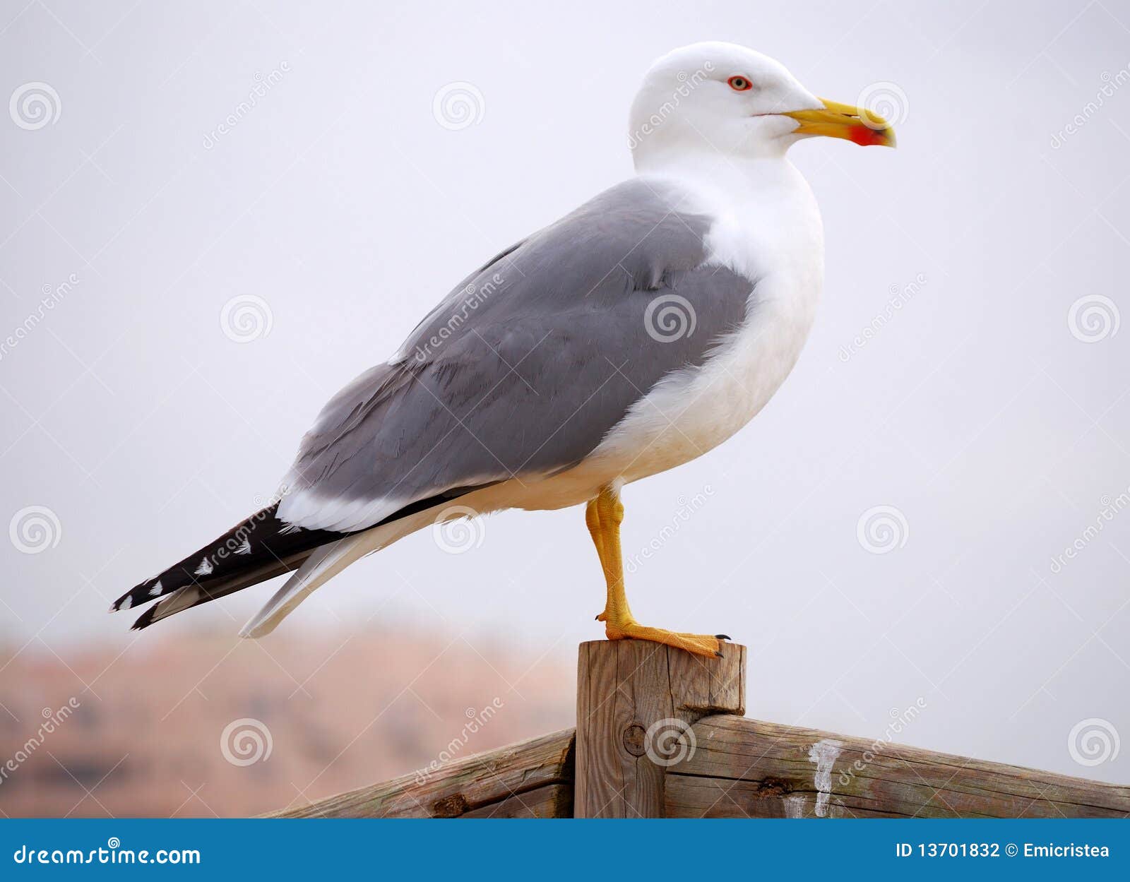 Gull stock photo. Image of fowl, peck, bird, profiling - 13701832