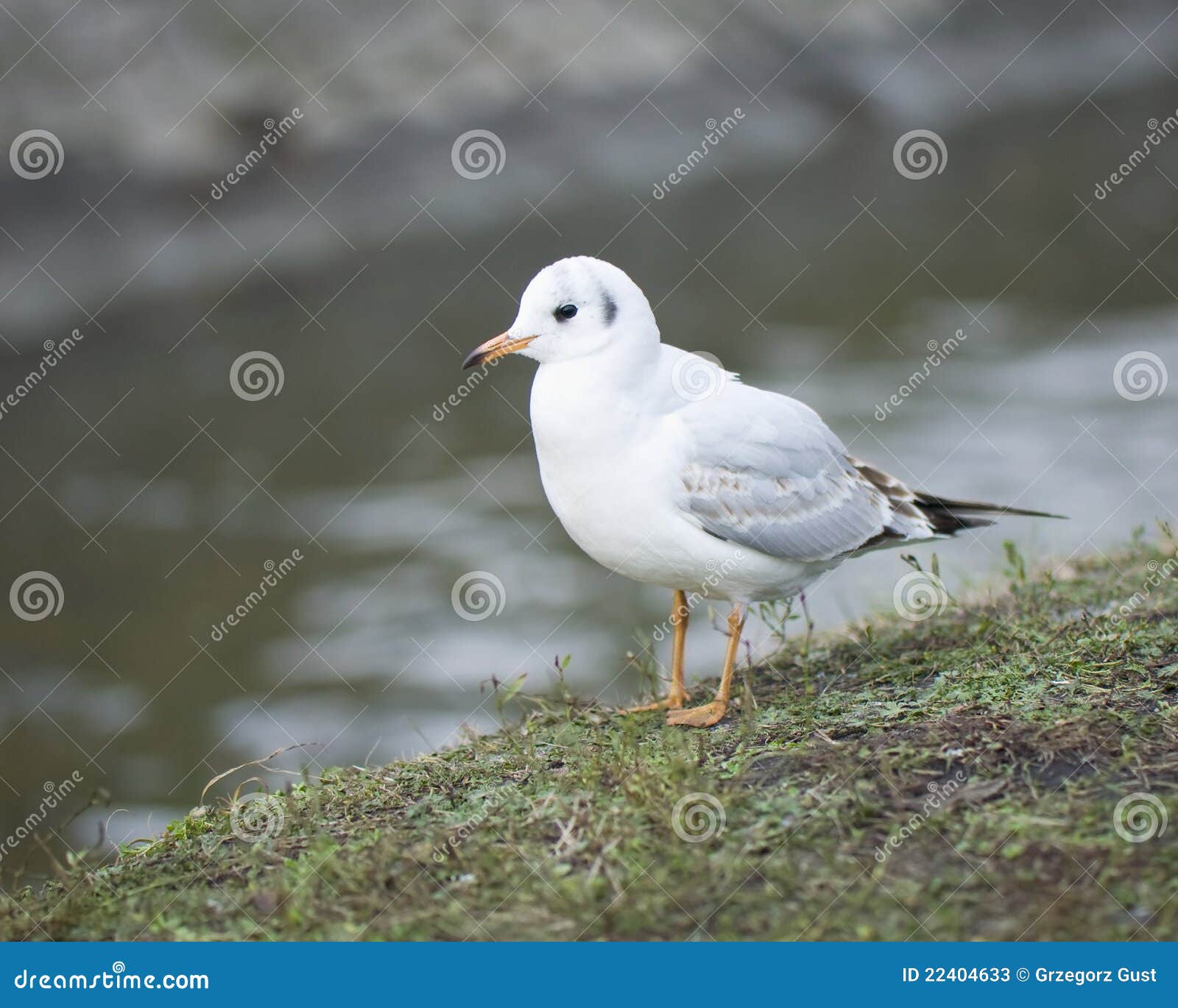 Gull stock image. Image of bird, nature, beautiful, animal - 22404633