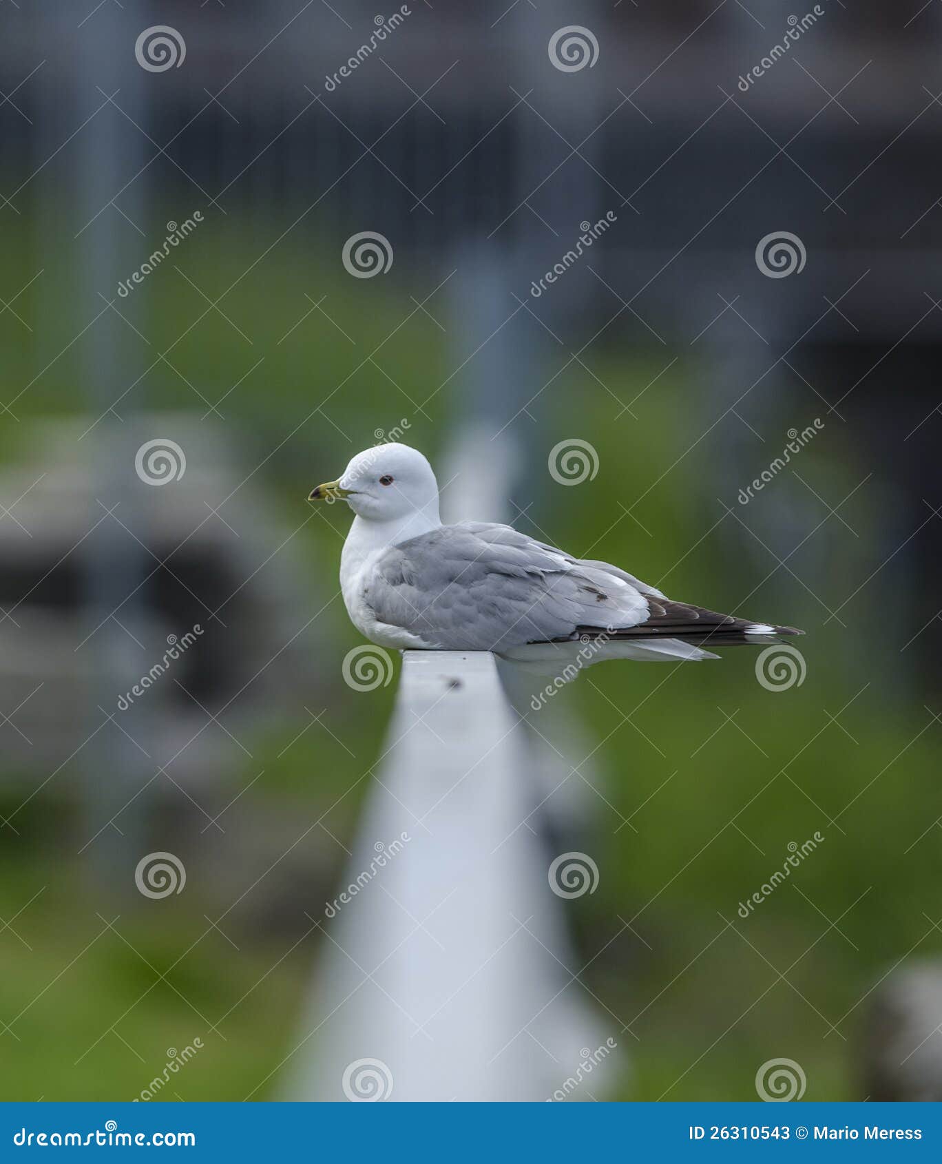 Gull stock image. Image of fauna, white, wild, metal - 26310543