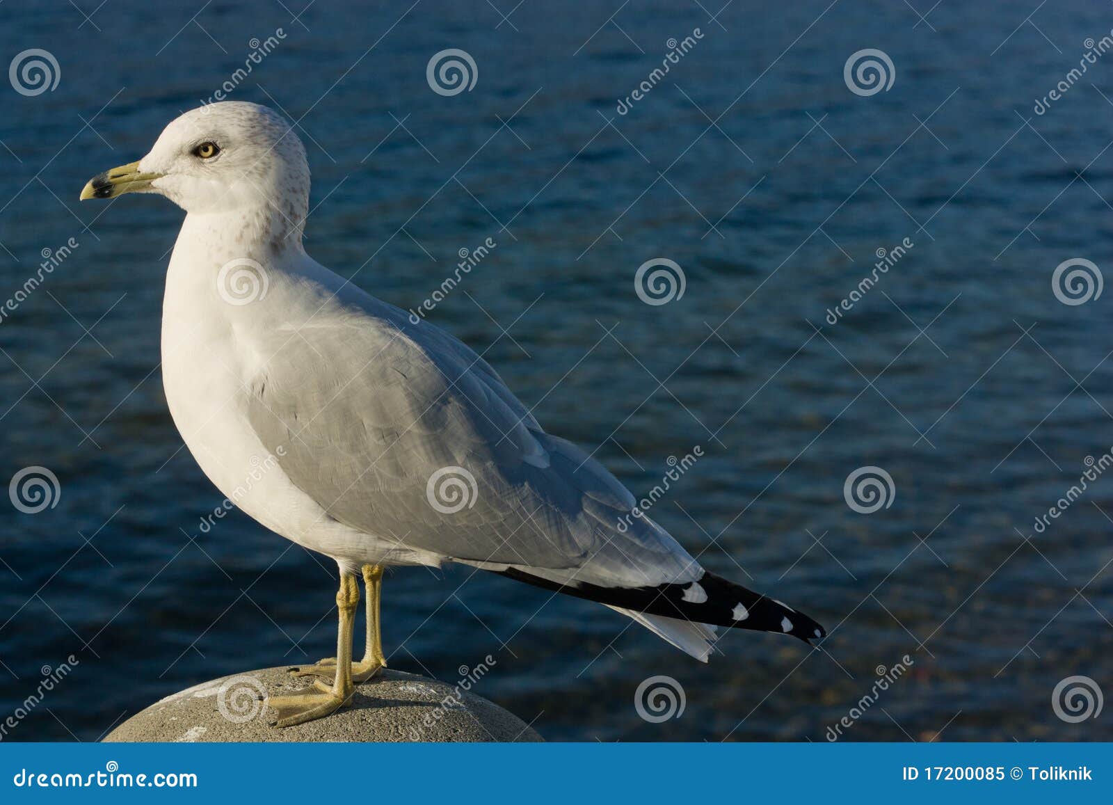 4,066 Big Gull Stock Photos - Free & Royalty-Free Stock Photos from ...