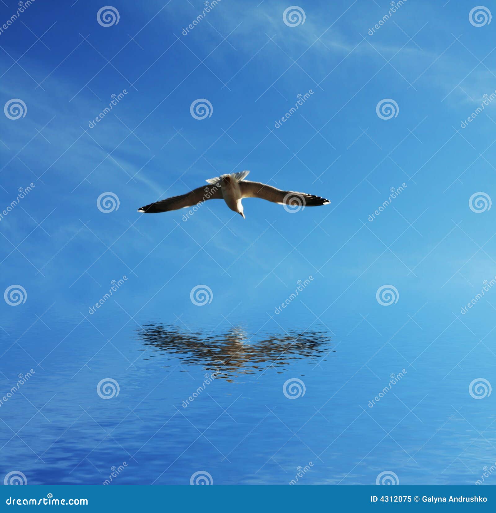 Gull stock image. Image of reflection, wing, blue, wild - 4312075