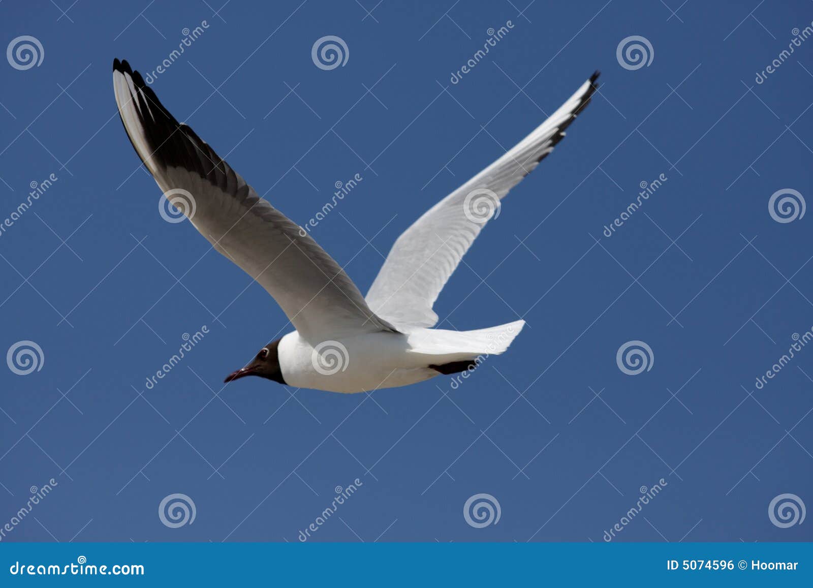 Gull stock photo. Image of ocean, bird, birds, gull, blue - 5074596