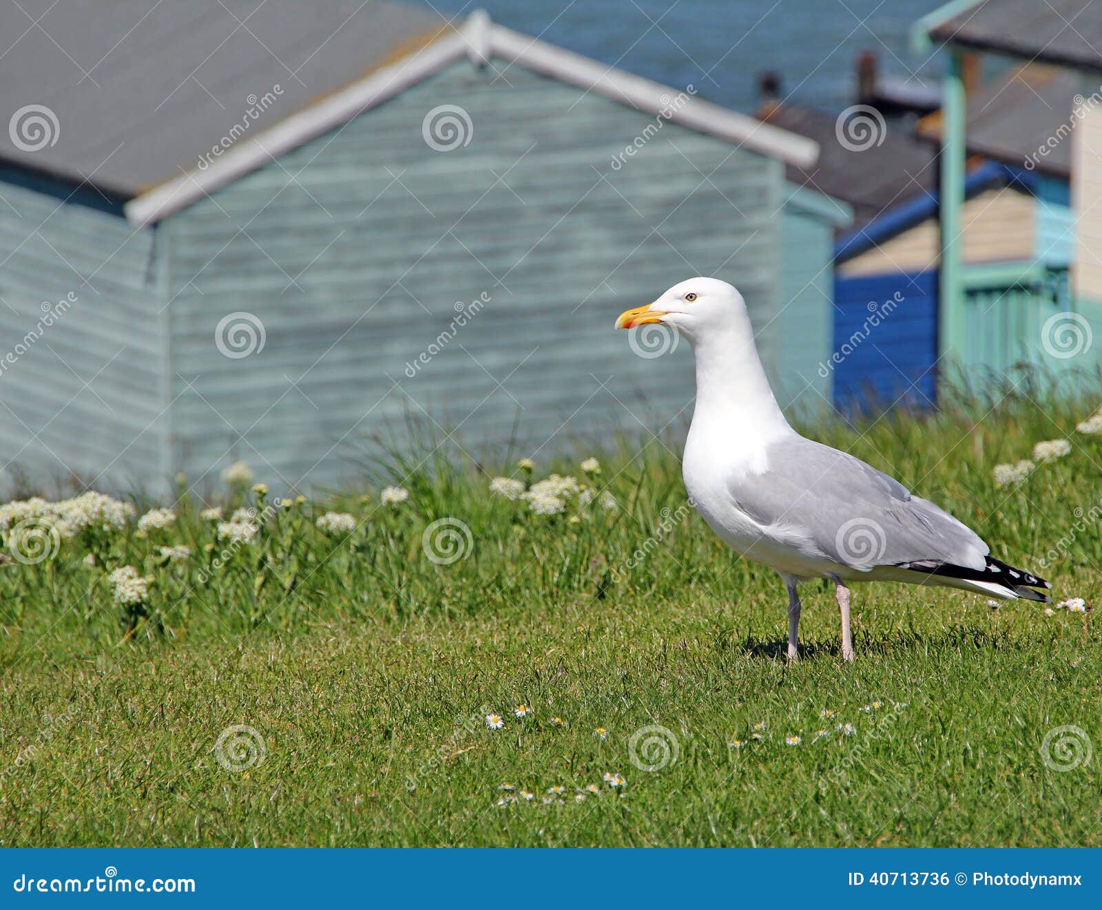 Gull and beach huts stock photo. Image of pets, kent - 40713736