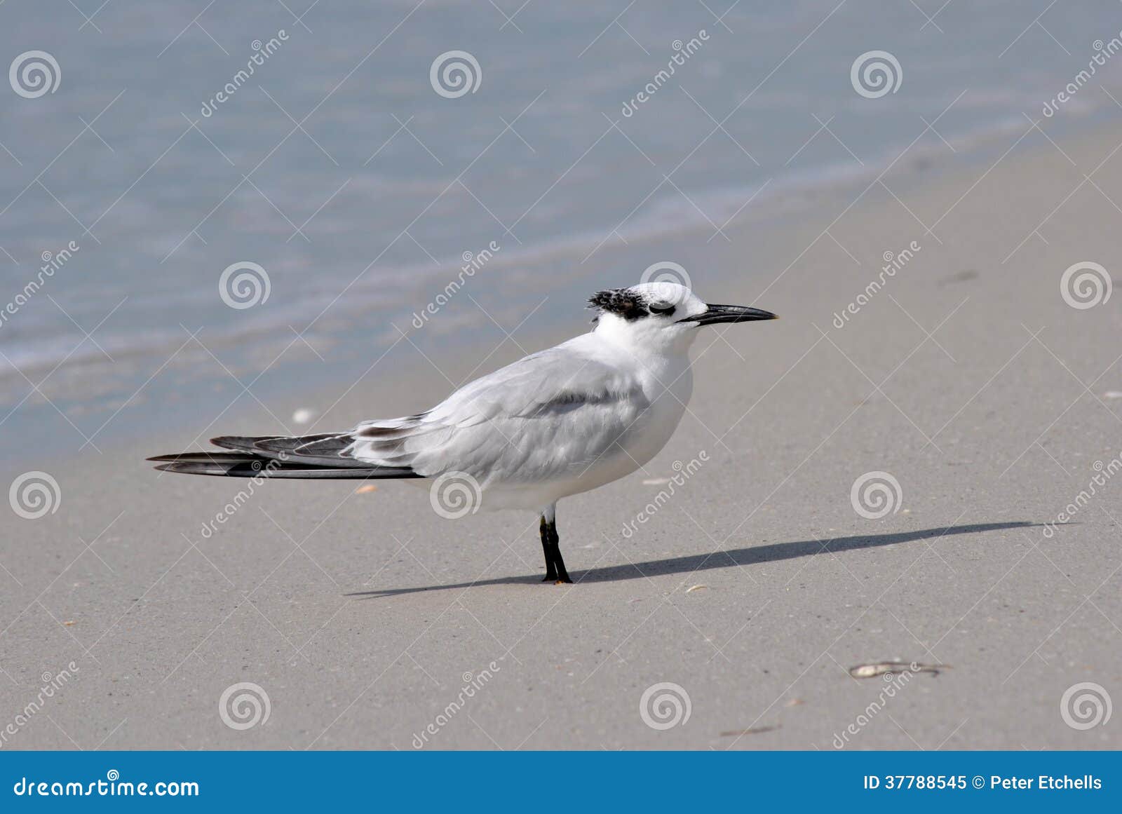 Gull-billed Tern stock image. Image of zoology, aquatic - 37788545