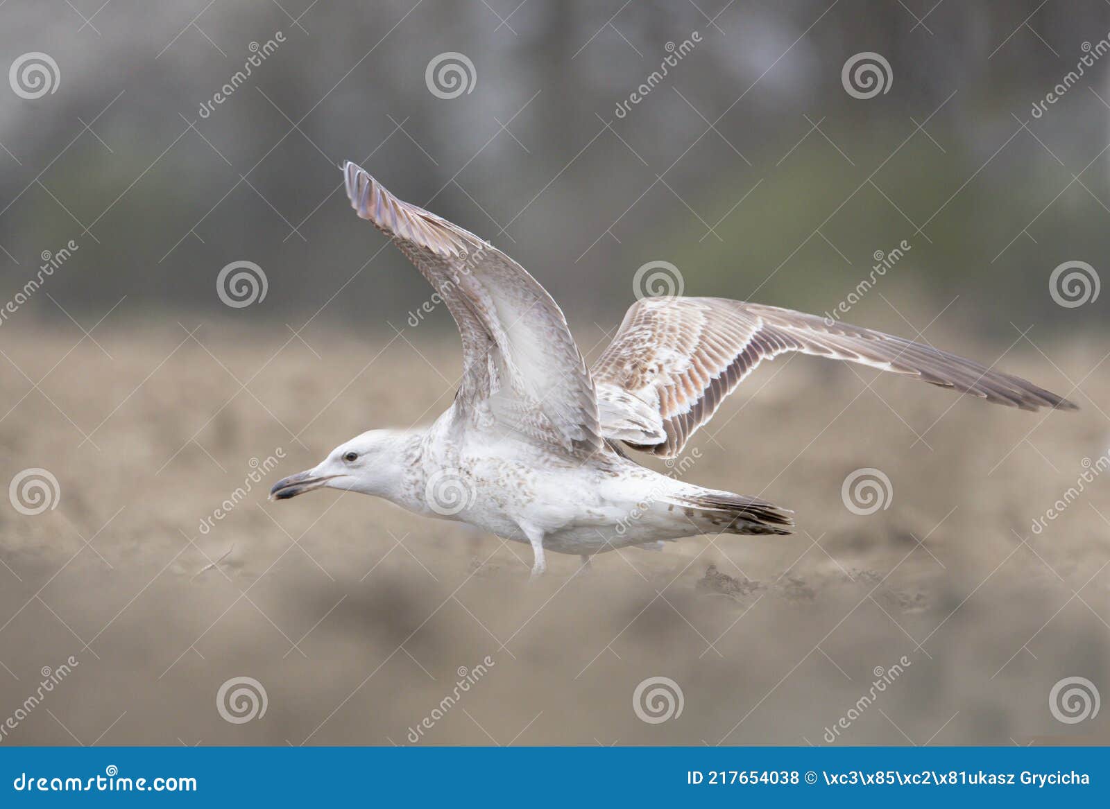 Gull stock photo. Image of poland, wings, gull, beak - 217654038