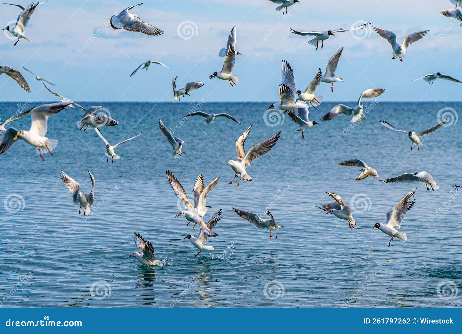 Gull Birds Flying into the Sky from the Ocean. Stock Photo - Image of ...