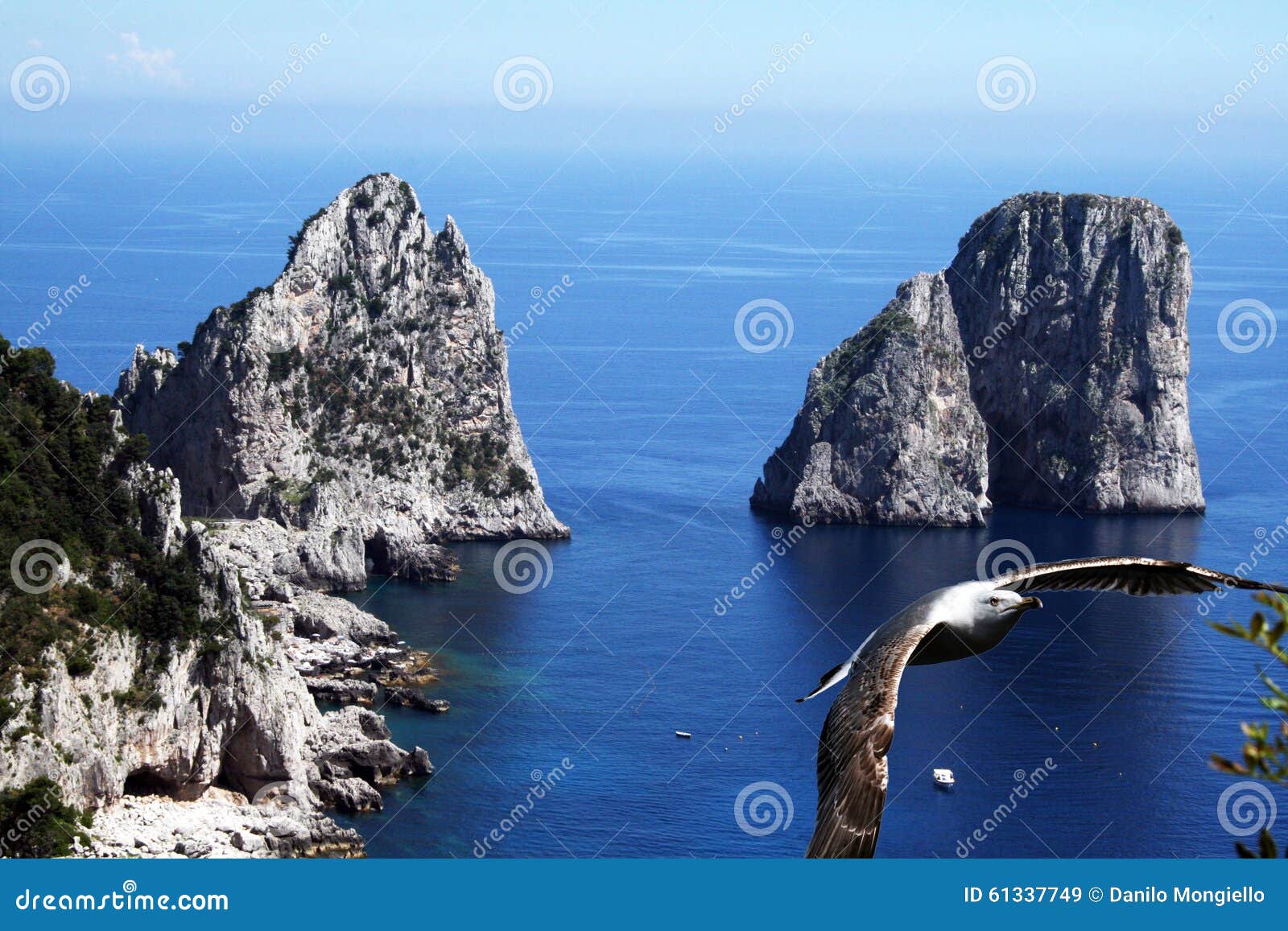 Gull in capri stock image. Image of sunny, landscape - 61337749
