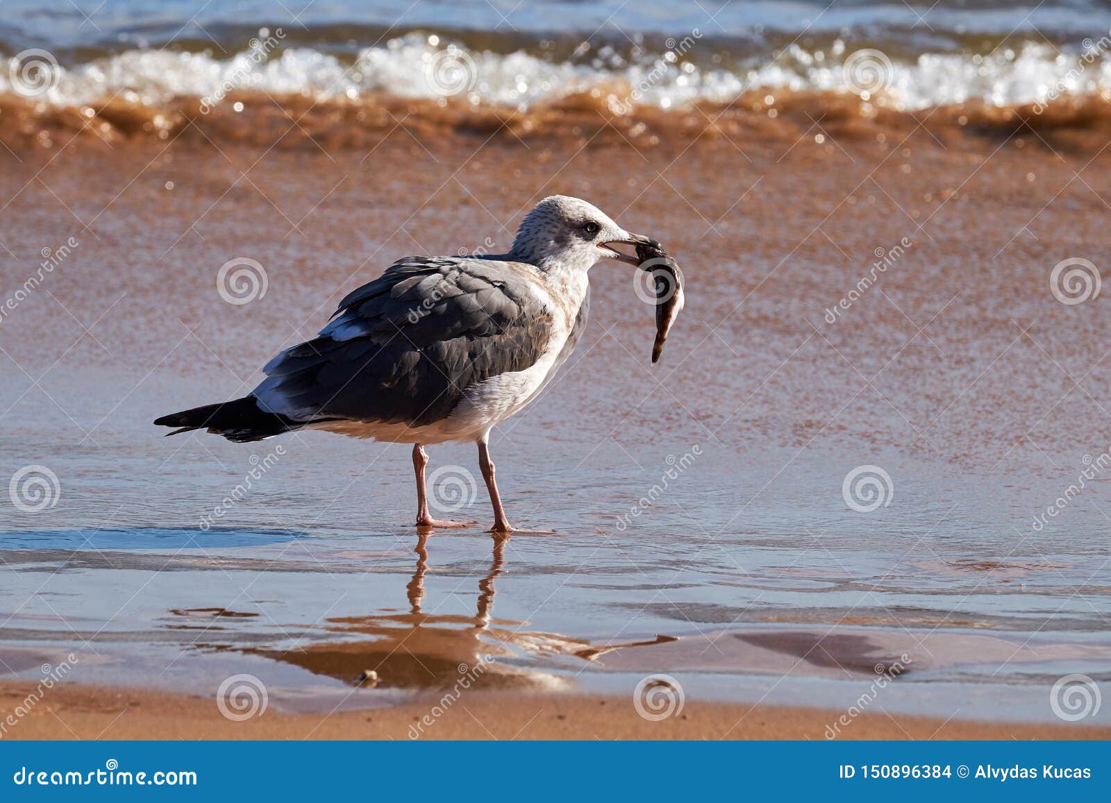 Gull Caught the Fish by the Sea Stock Photo - Image of beach, great ...