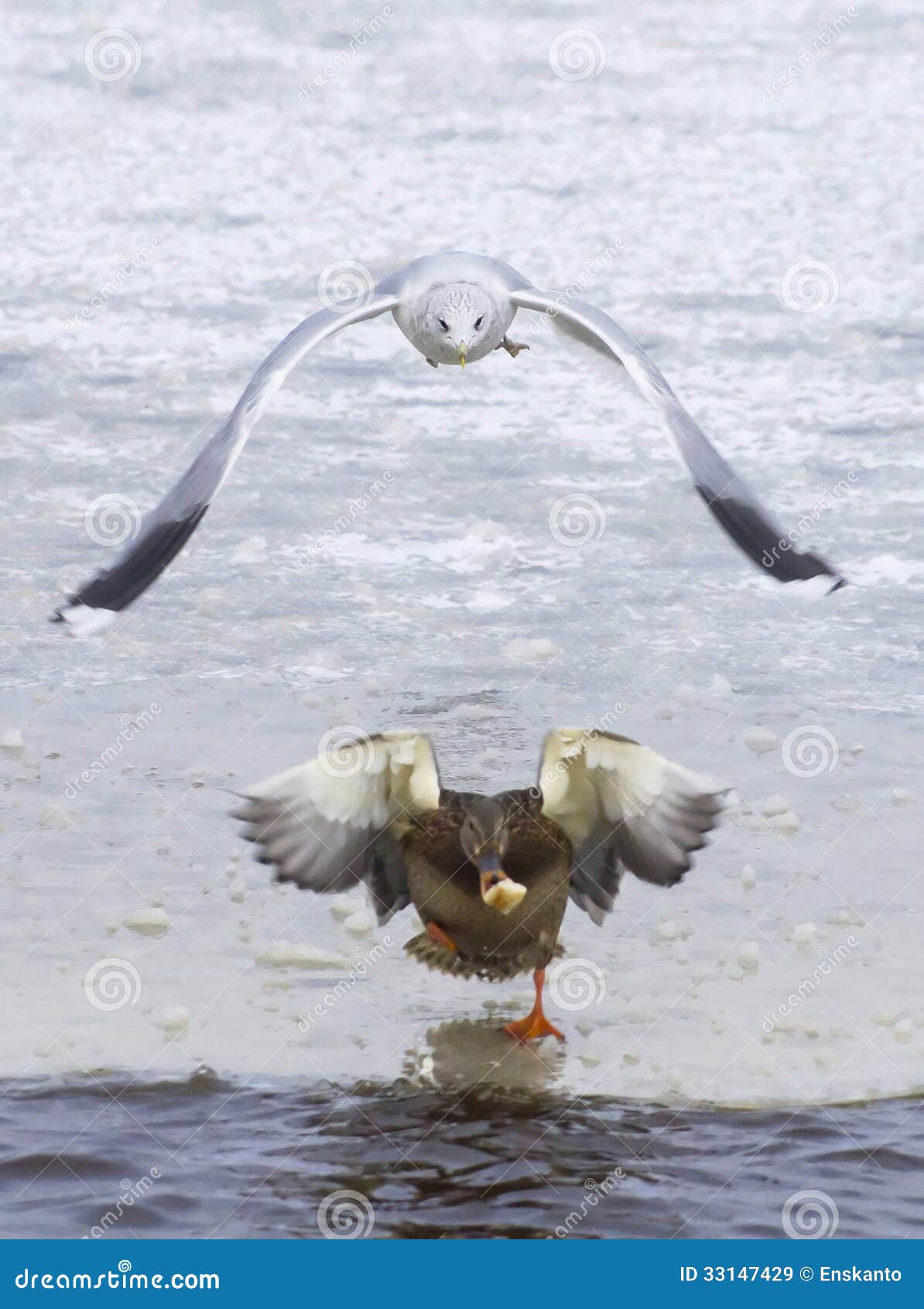 Gull chasing a duck stock image. Image of afloat, male - 33147429