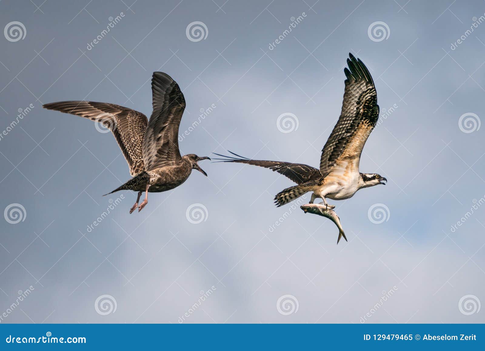 Osprey Vs. Gull V stock image. Image of gull, states - 129479465