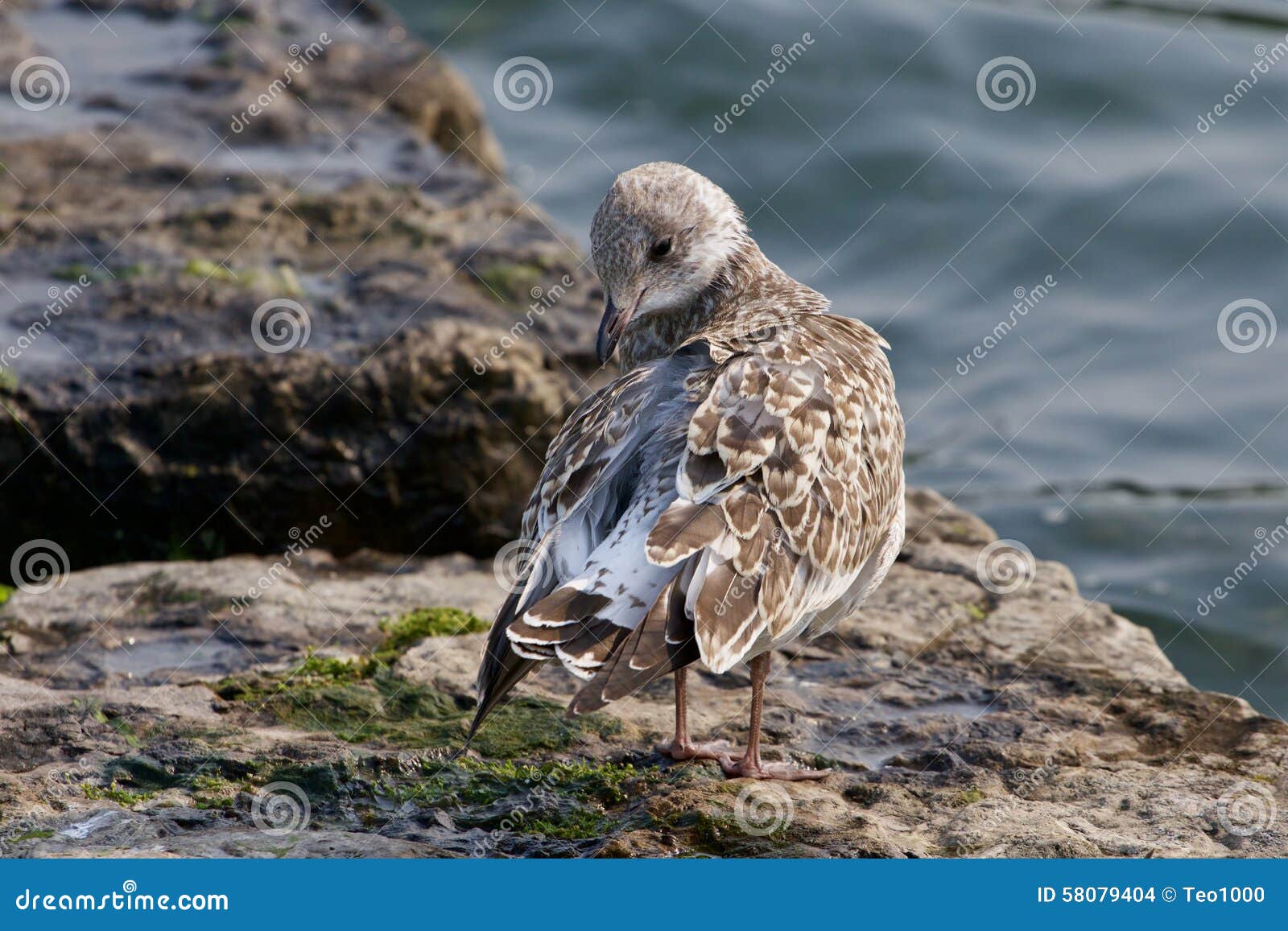 The Gull is Cleaning Her Feathers Stock Photo - Image of head, lesser ...