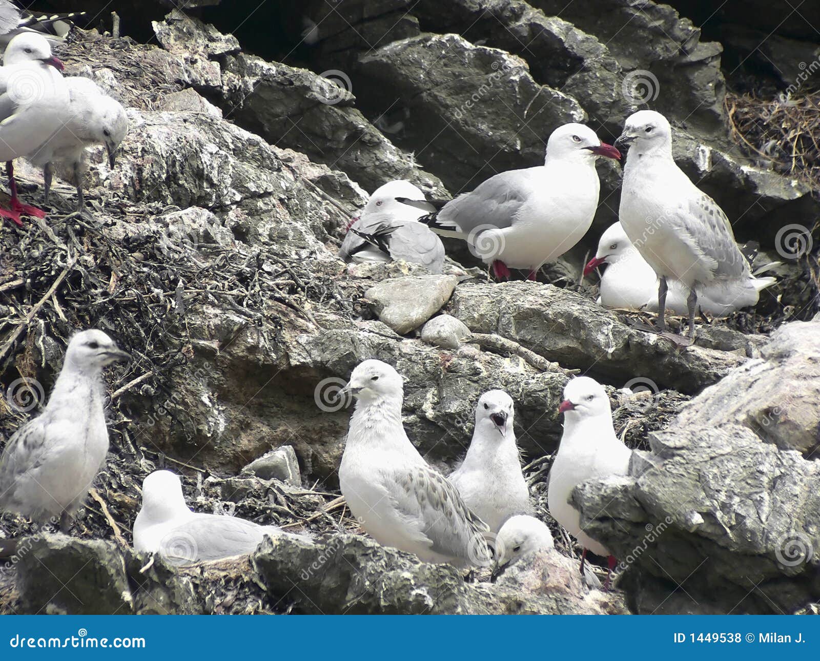 Gull cliff stock photo. Image of breeding, seagulls, nesting - 1449538