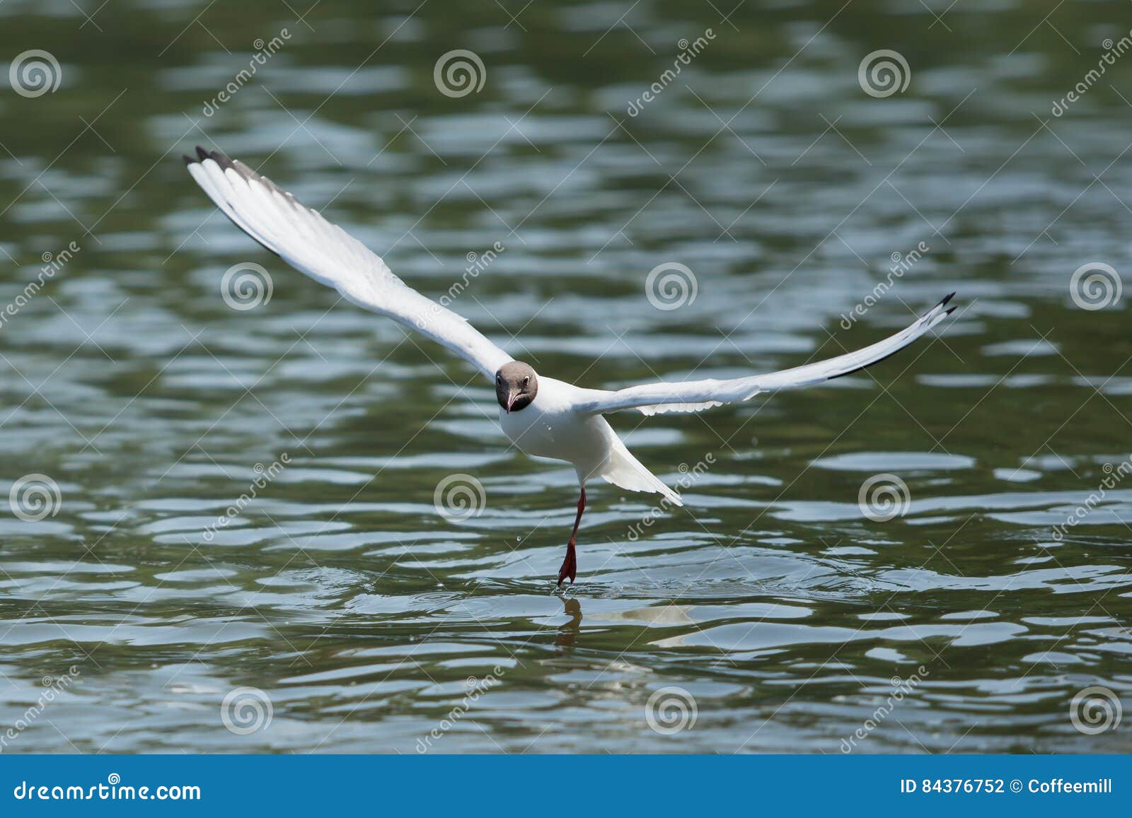 Gull dancing stock photo. Image of beautiful, seagull - 84376752