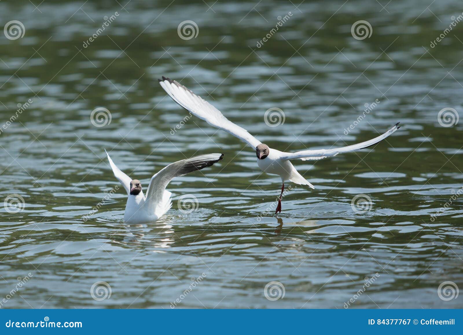 Gull dancing stock image. Image of dance, natural, water - 84377767