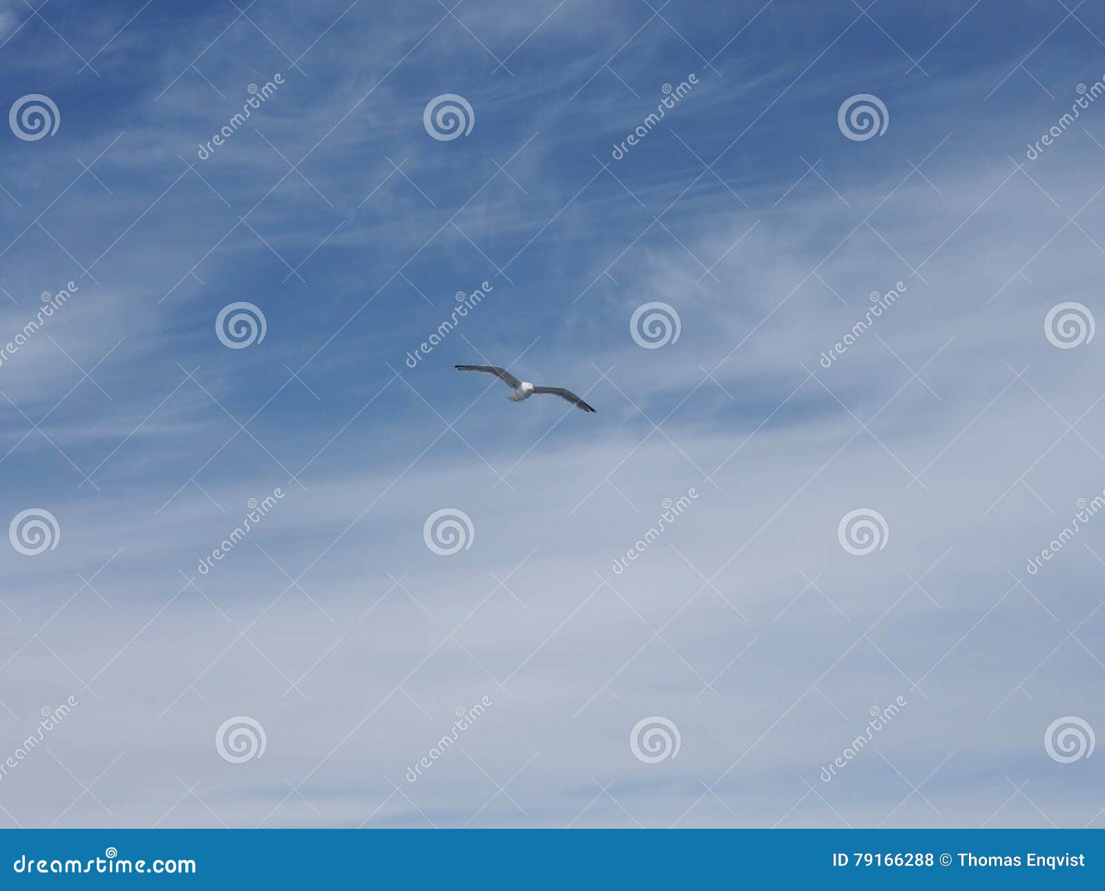 Gull stock photo. Image of seagull, blue, nature, gull - 79166288