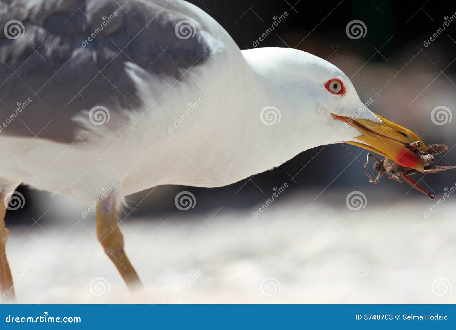 Gull eating stock image. Image of webbed, gull, grey, ocean - 8748703