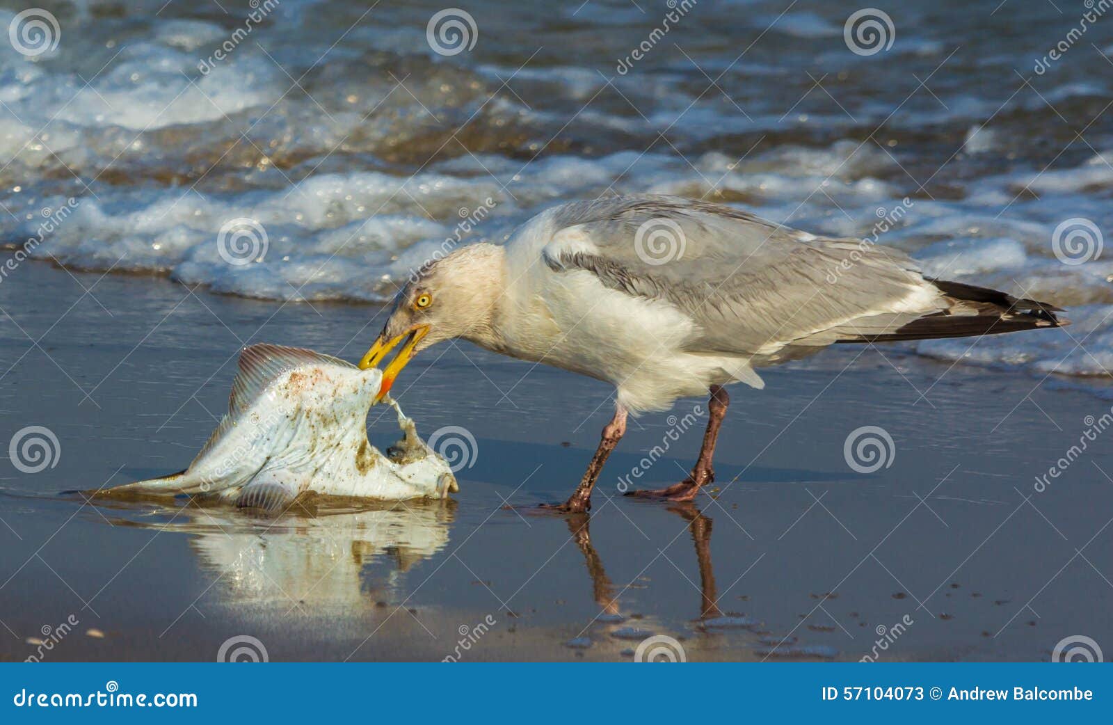 Gull eating a fish stock image. Image of nature, kill - 57104073