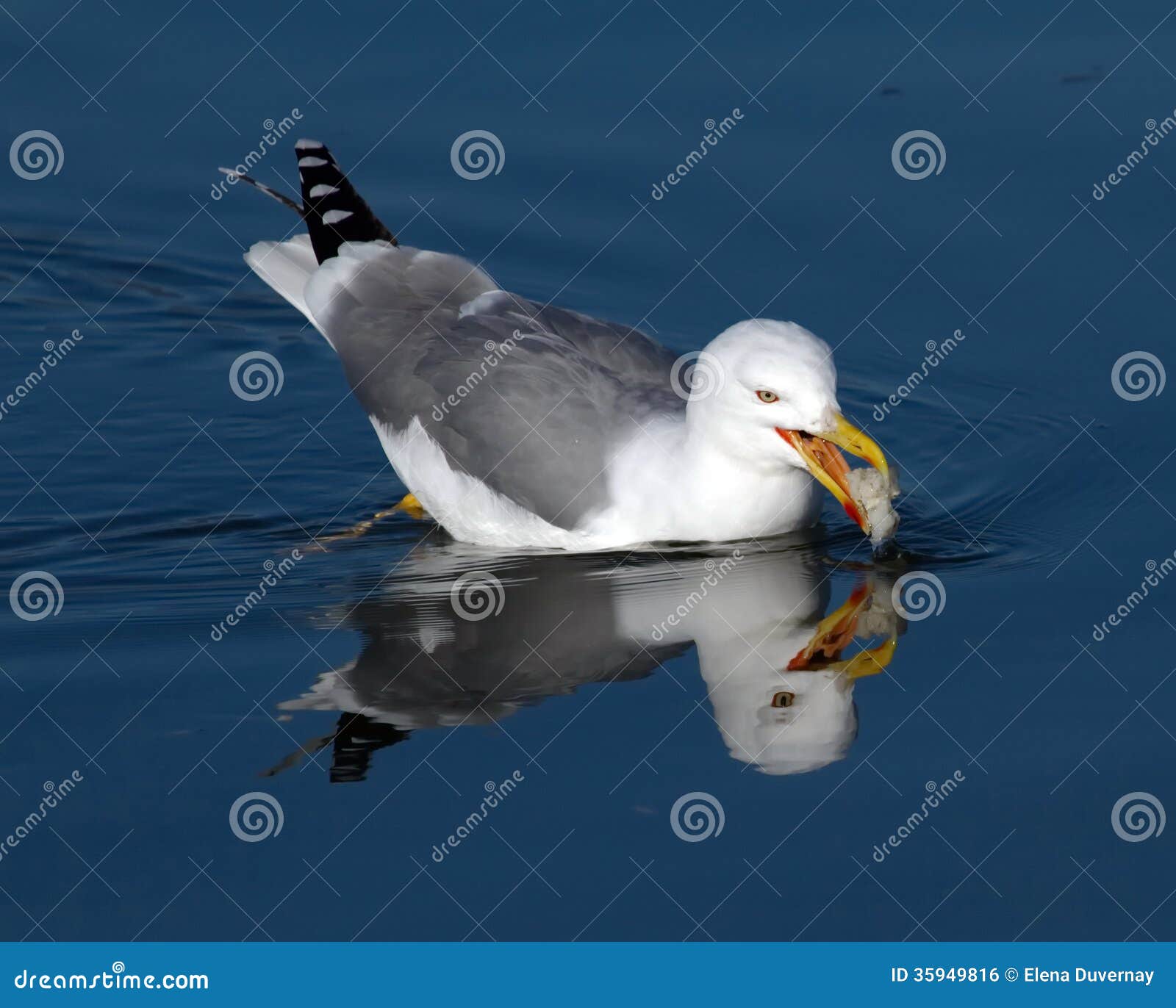 Gull eating on the lake stock photo. Image of bird, alert - 35949816