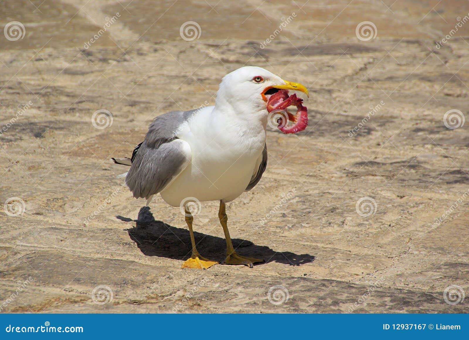 Gull with fish stock image. Image of fish, bird, wild - 12937167