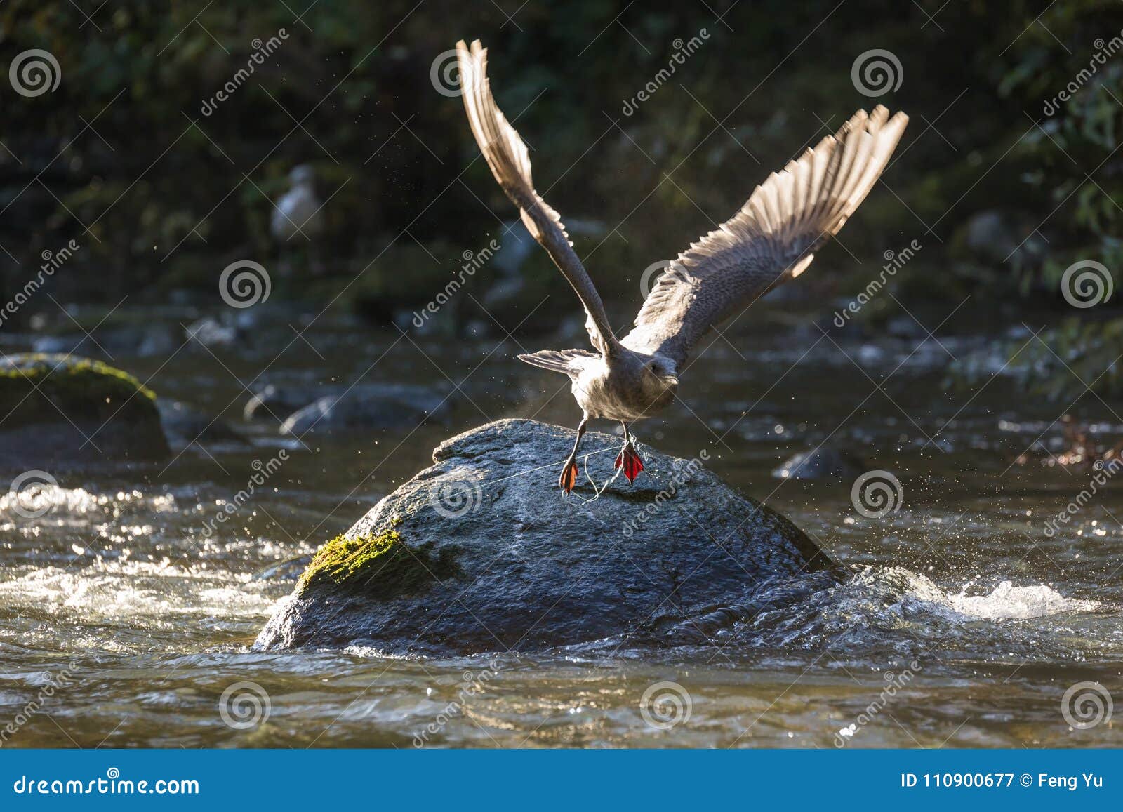 Gull and fishing line stock image. Image of bird, canada - 110900677