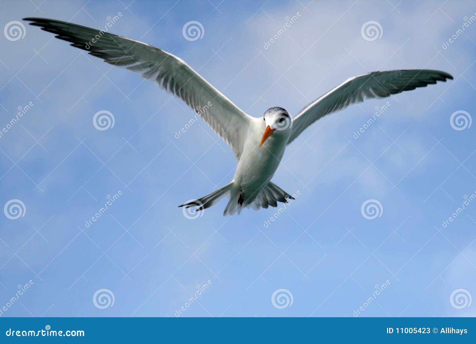 Gull in Flight stock image. Image of seagull, wings, gull - 11005423