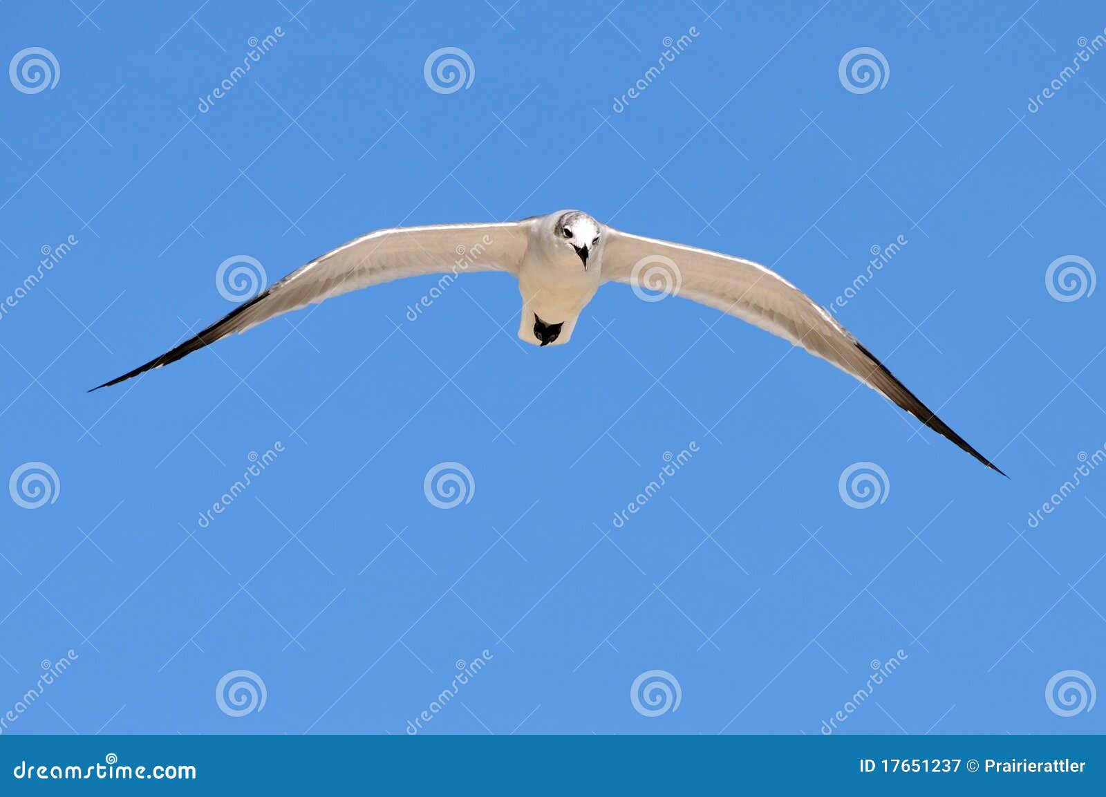 Gull in Flight stock image. Image of hover, migrate, spread - 17651237