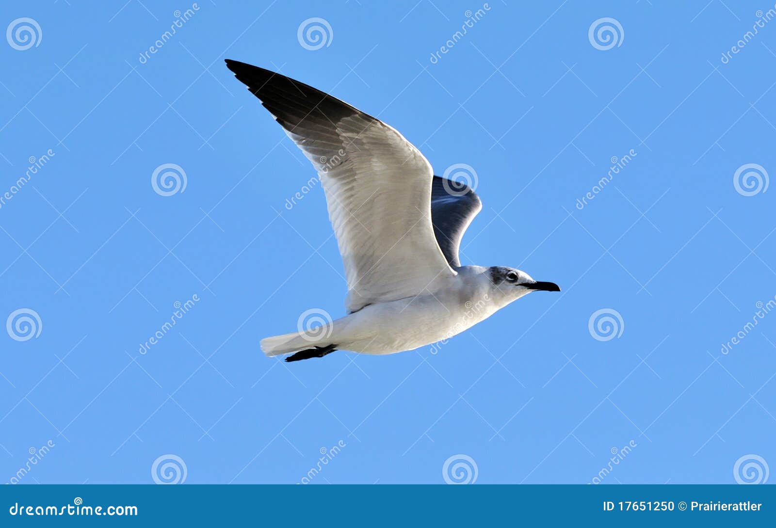 Gull in Flight stock photo. Image of wing, flight, gull - 17651250