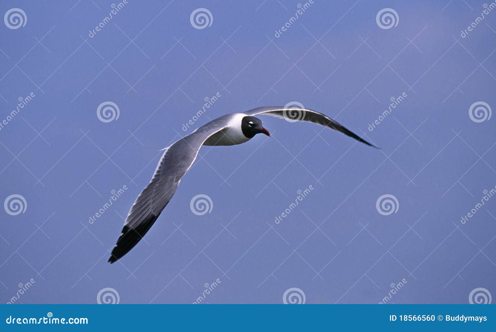 Gull in flight stock photo. Image of natural, coasting - 18566560