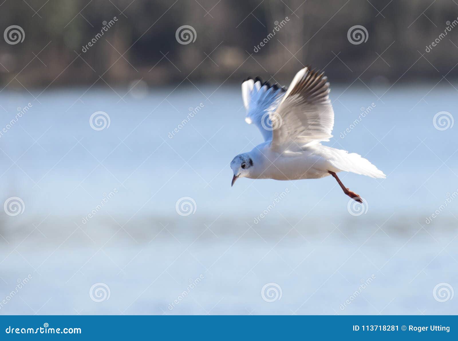 Gull in flight stock image. Image of england, animal - 113718281