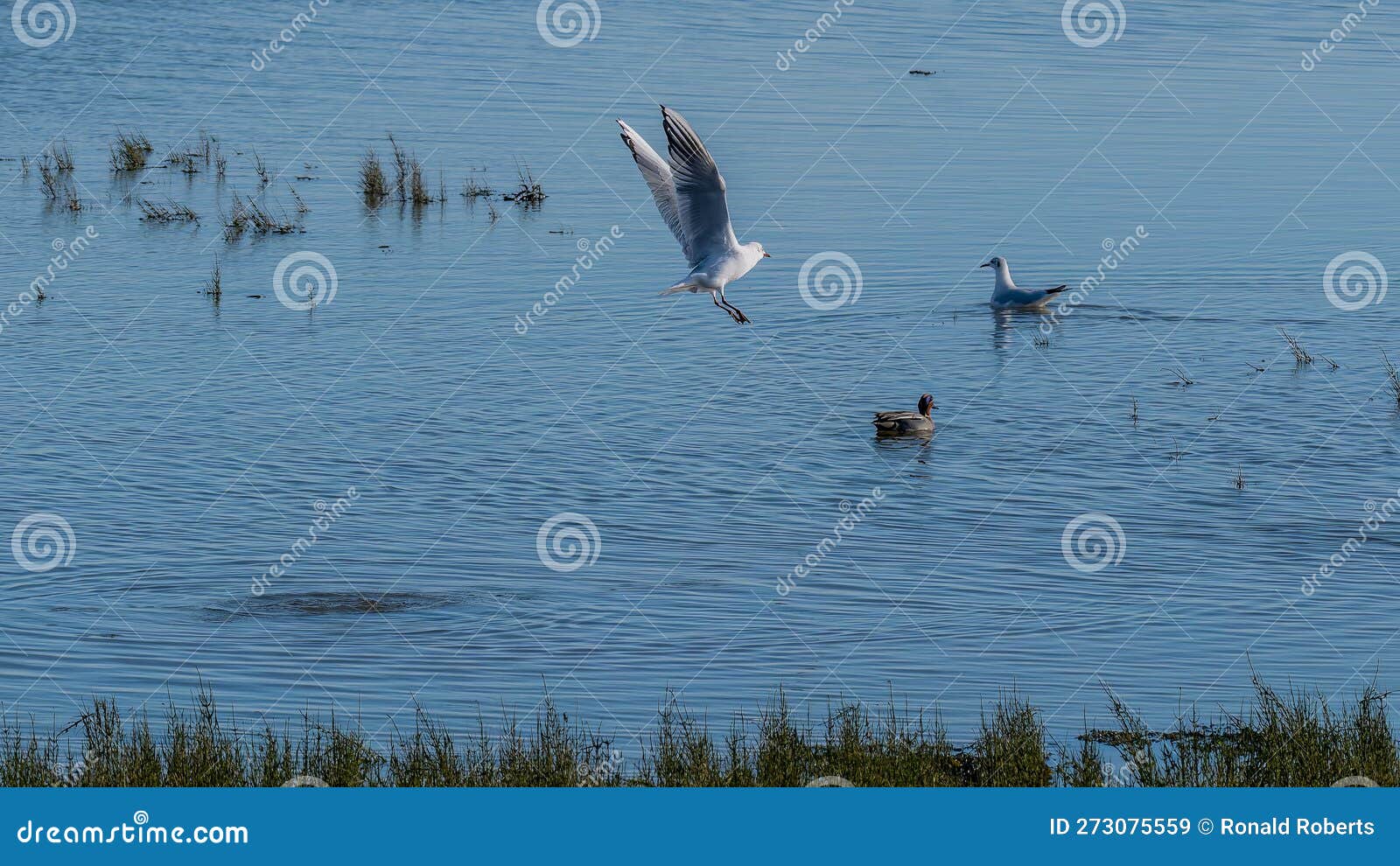Gull in Flight at Nature Reserve Lake Stock Image - Image of wild ...