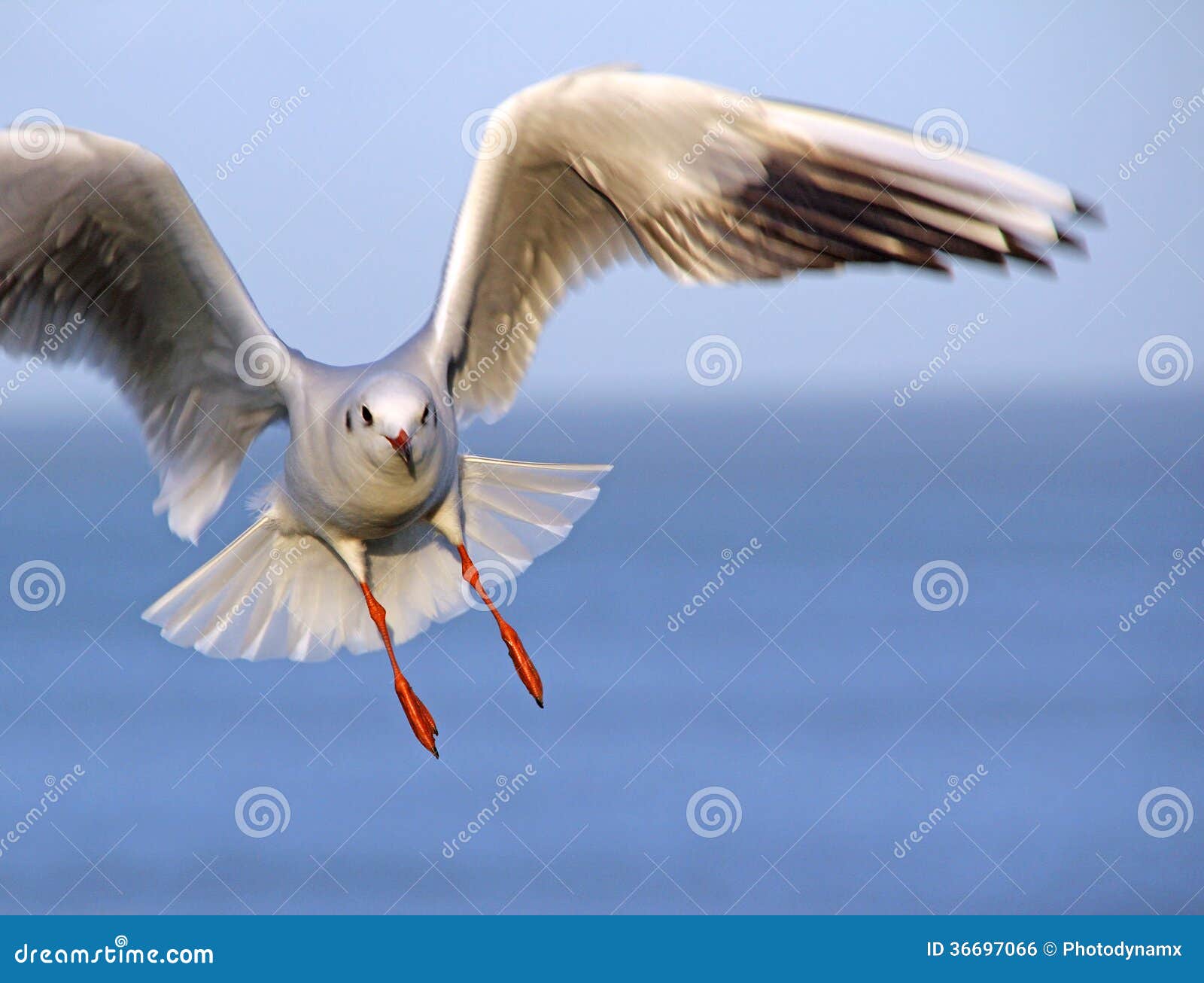 Gull in flight stock photo. Image of wings, wildlife - 36697066