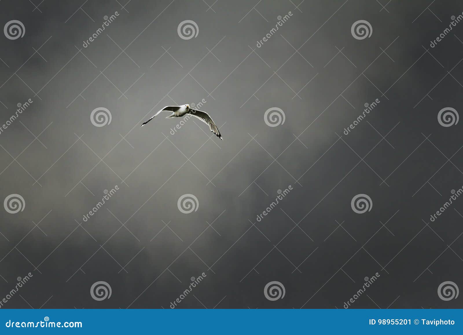 Gull in Flight on Stormy Sky Stock Image - Image of ornithology, flight ...