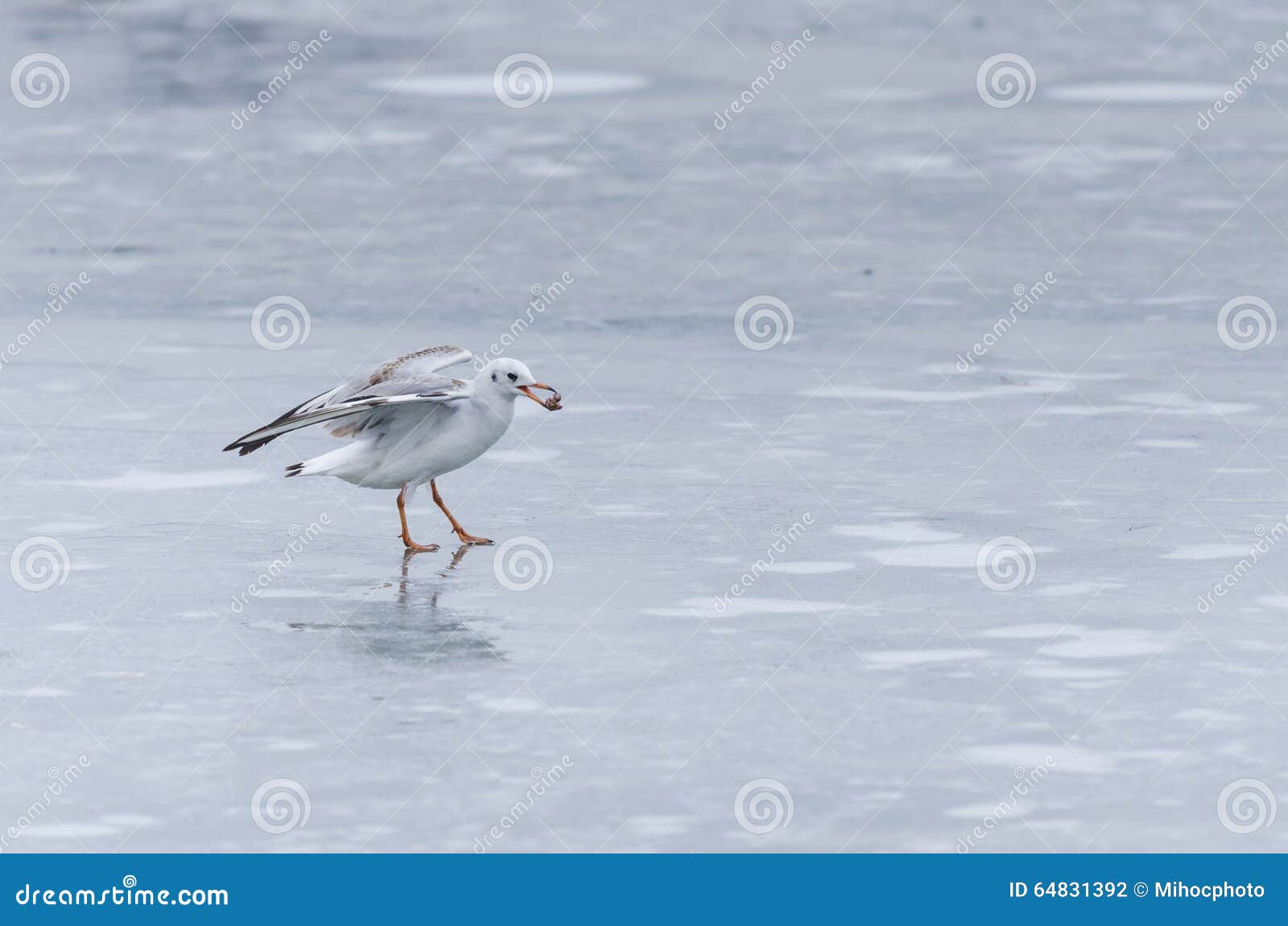 Gull with food in beak stock photo. Image of gulls, beach - 64831392