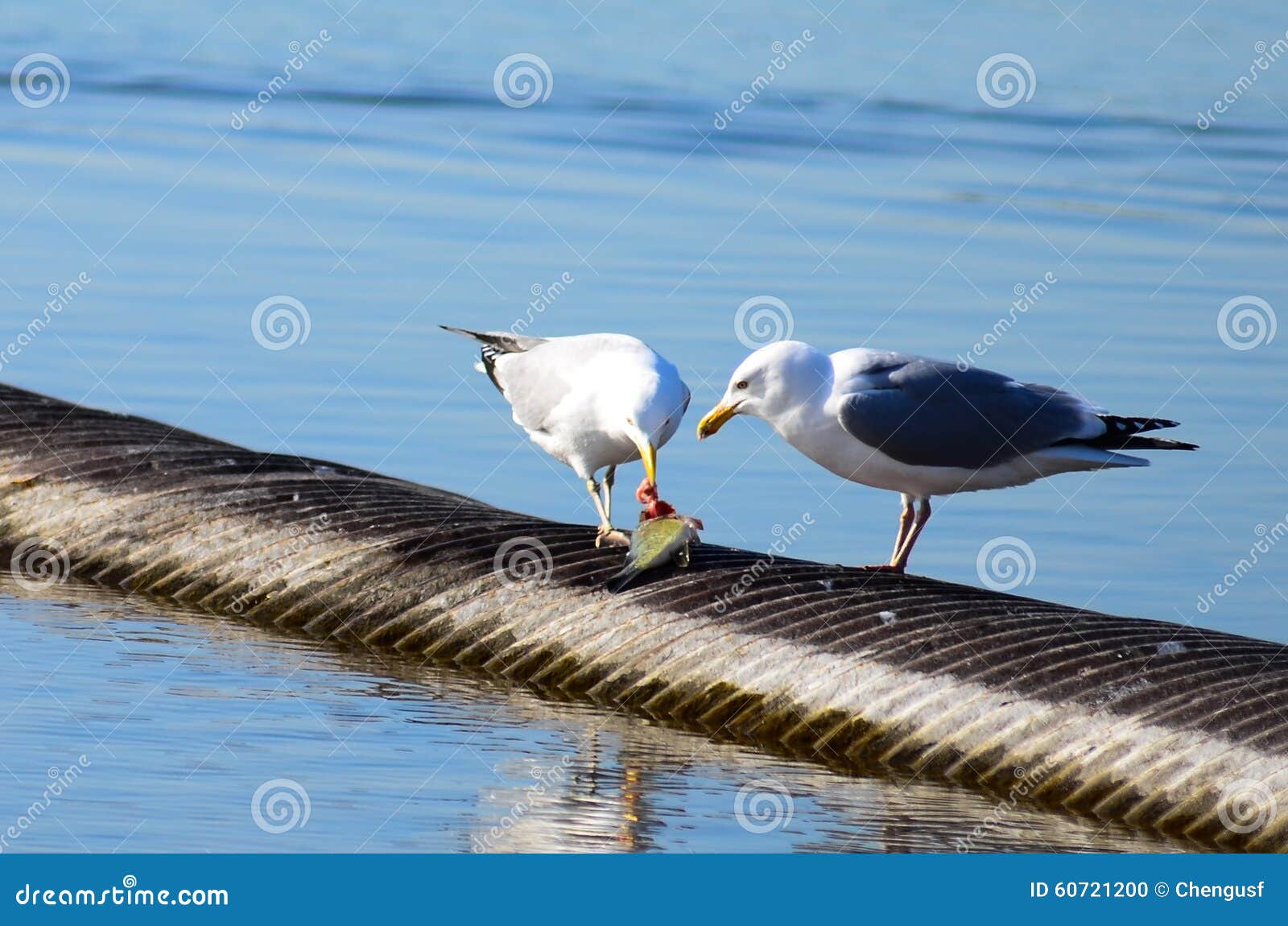 Gull and food stock photo. Image of east, american, clear - 60721200