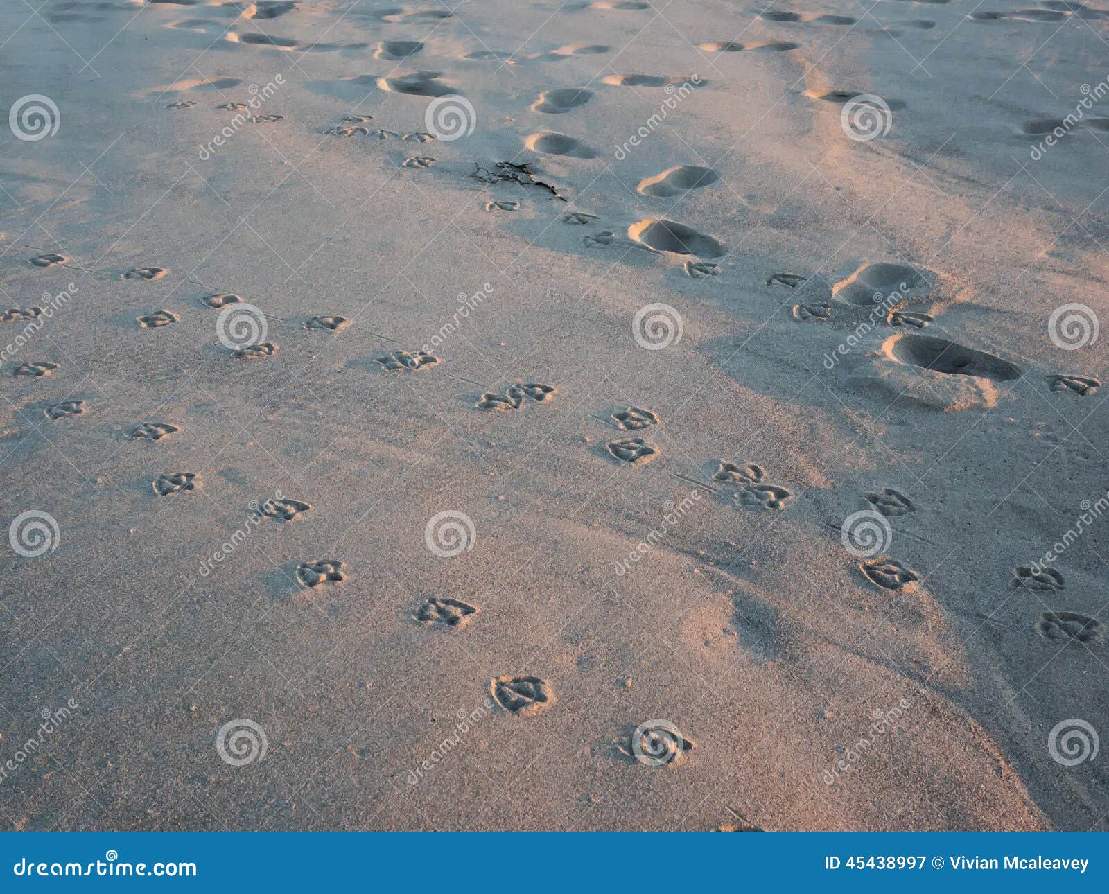 Gull foot prints in sand stock image. Image of bird, geology - 45438997