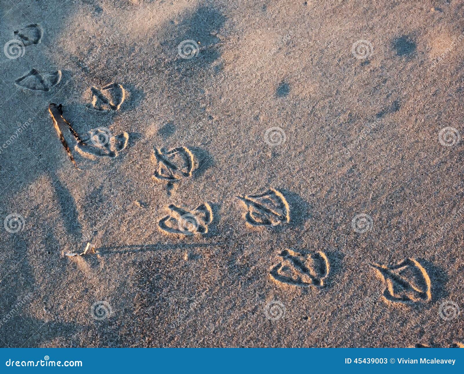 Gull foot prints in sand stock image. Image of bird, texture - 45439003