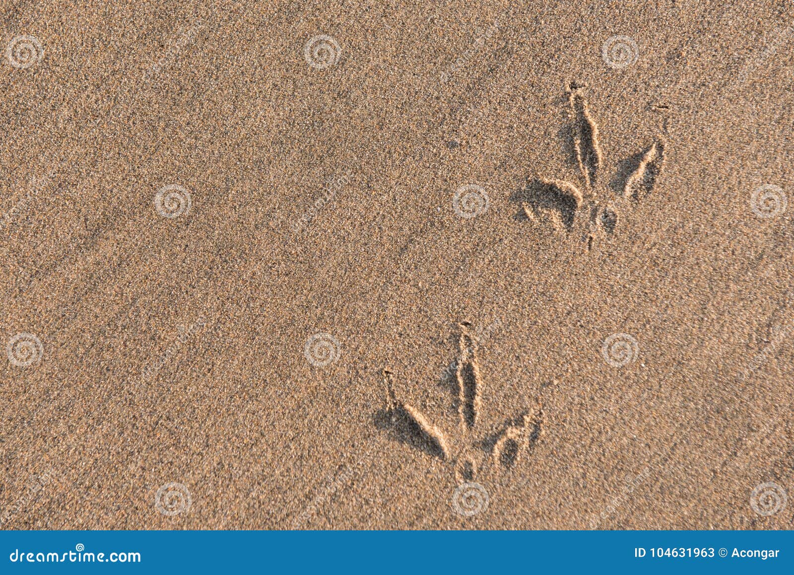 Gull footprints on sand stock image. Image of bird, mark - 104631963