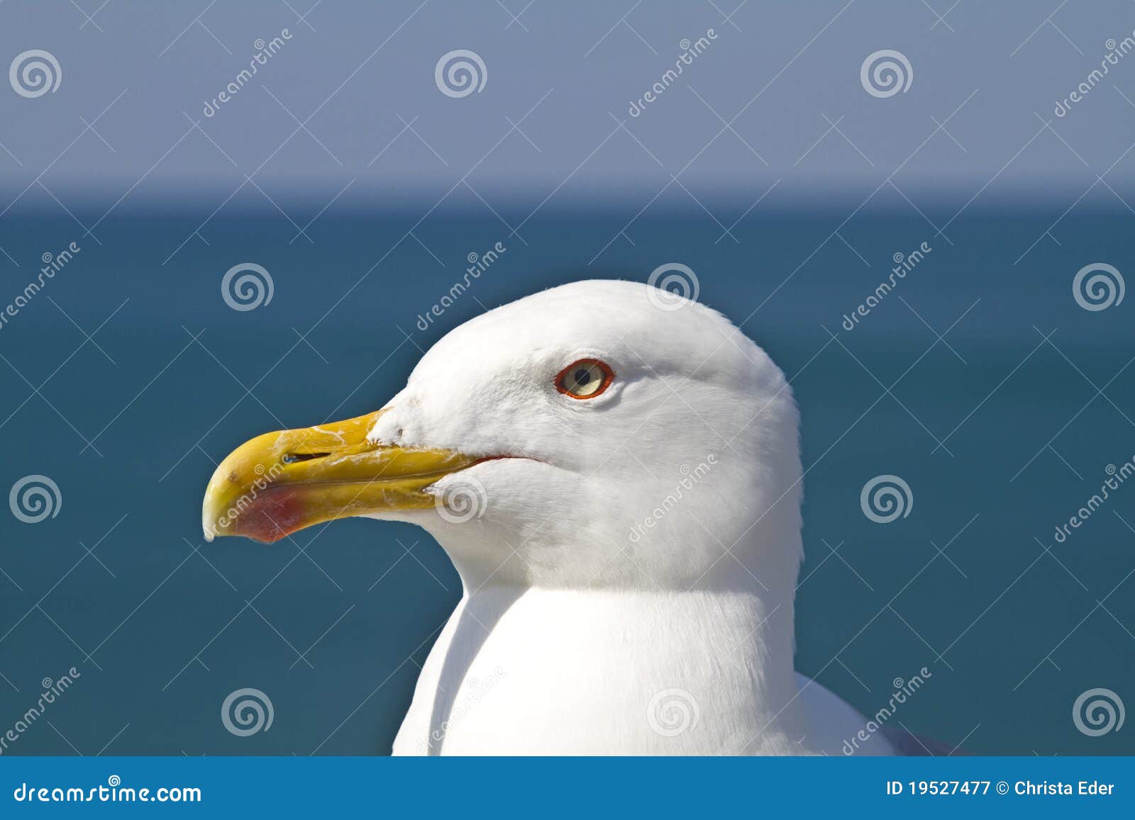 Gull head stock image. Image of bird, seabird, fauna - 19527477