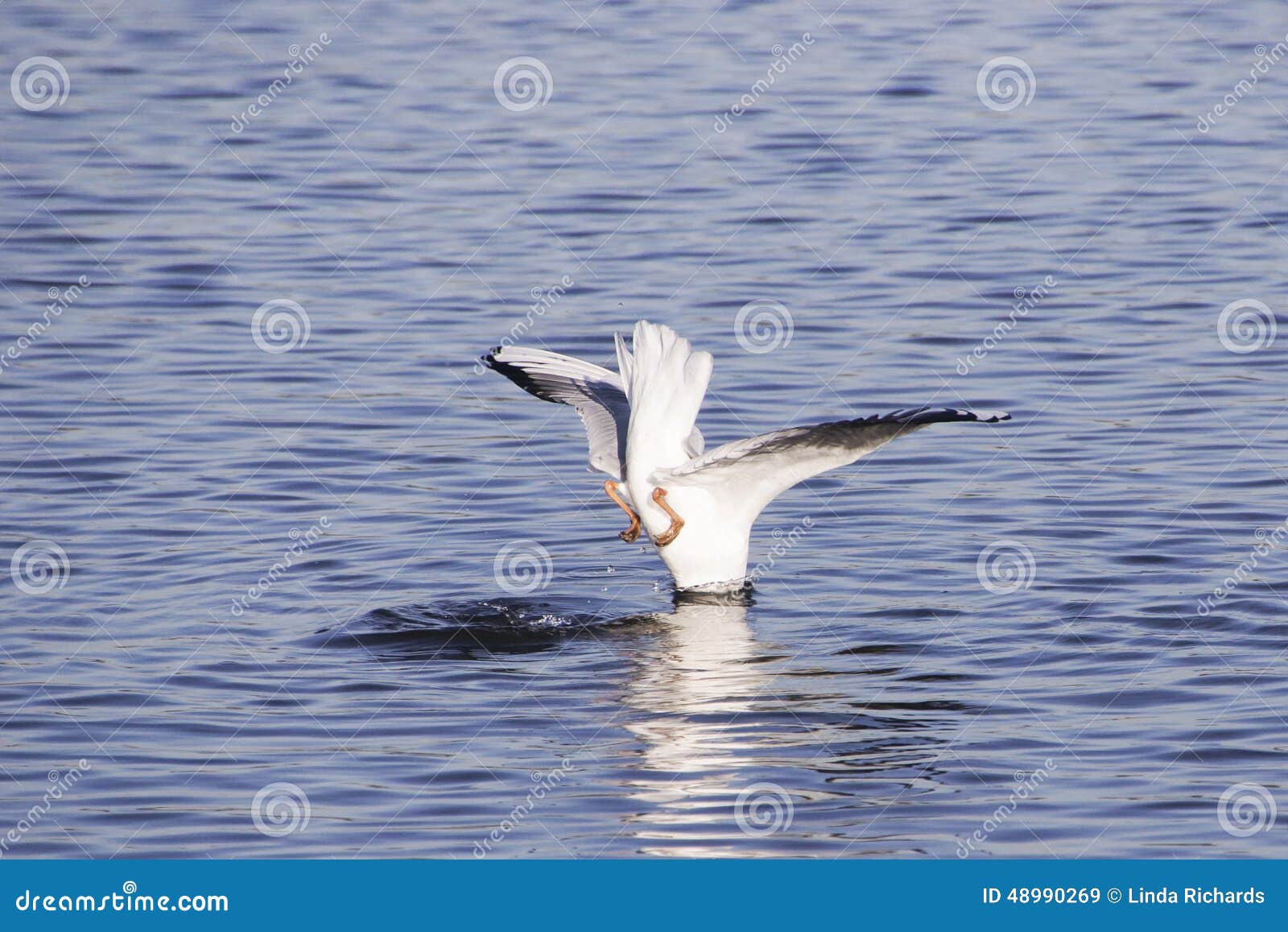 Gull Diving with Head in the Lake Stock Image - Image of lake, birds ...