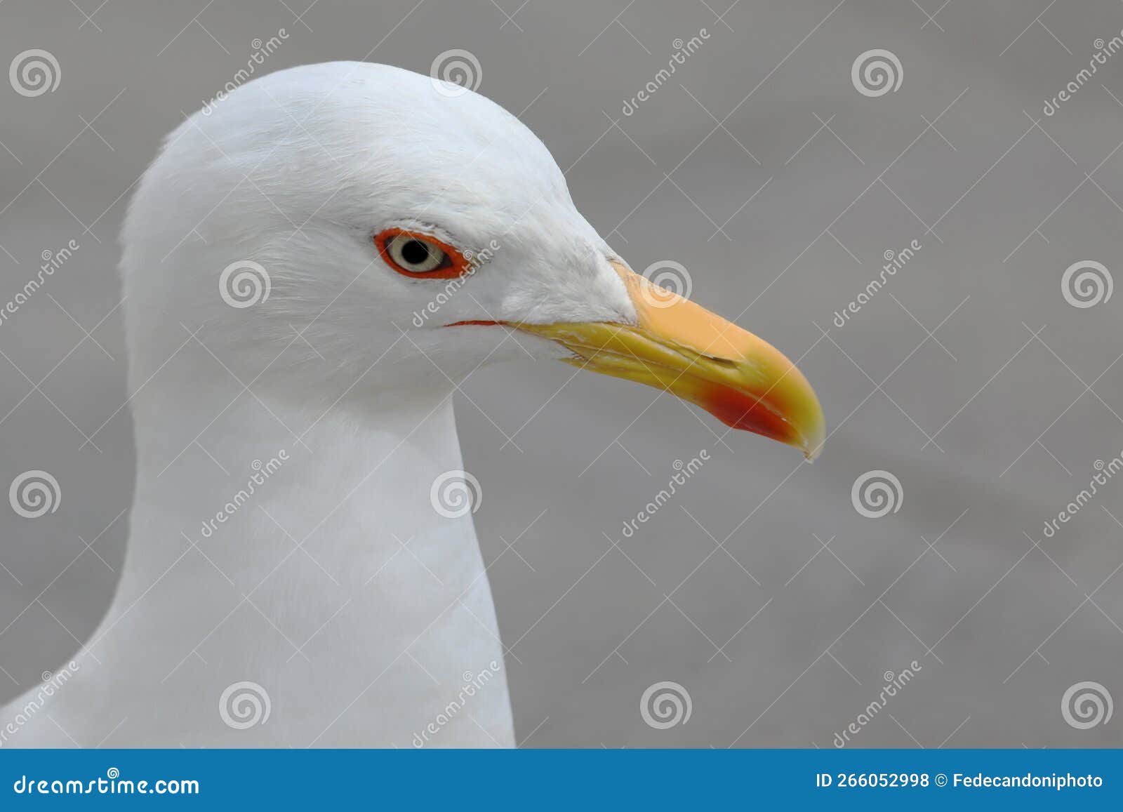 Gull Head with Long Yellow Beak and Watchful Eyes Stock Photo - Image ...