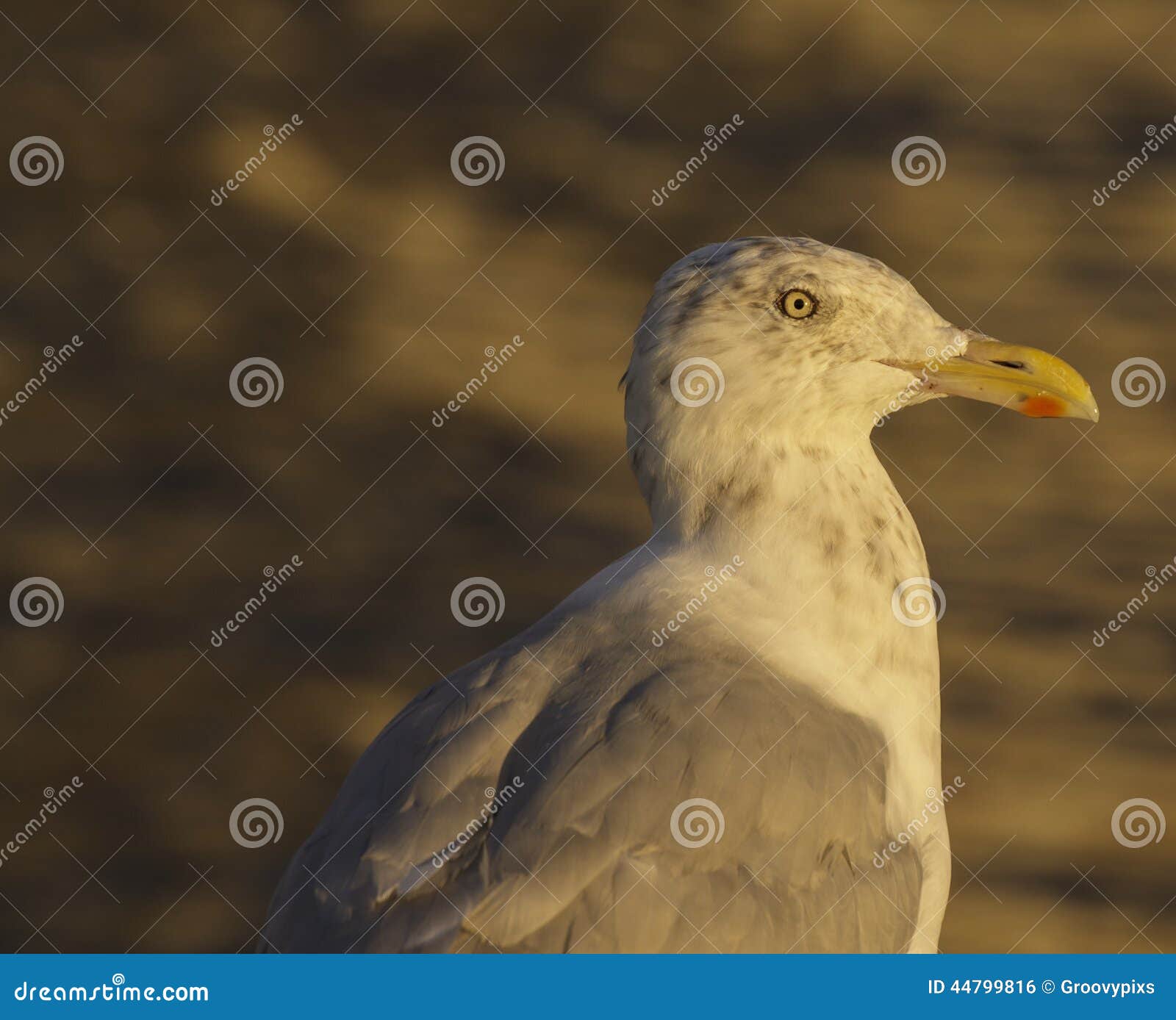 Gull stock photo. Image of nature, nautical, glow, beak - 44799816