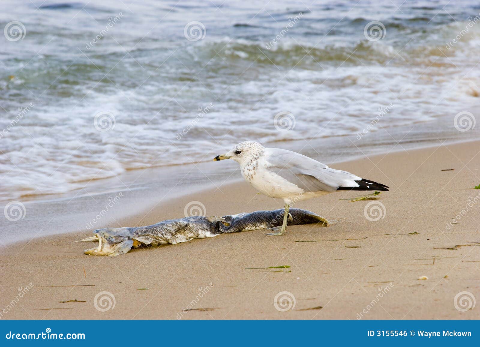 Gull on Lake Michigan Coast Stock Photo - Image of gull, fowl: 3155546