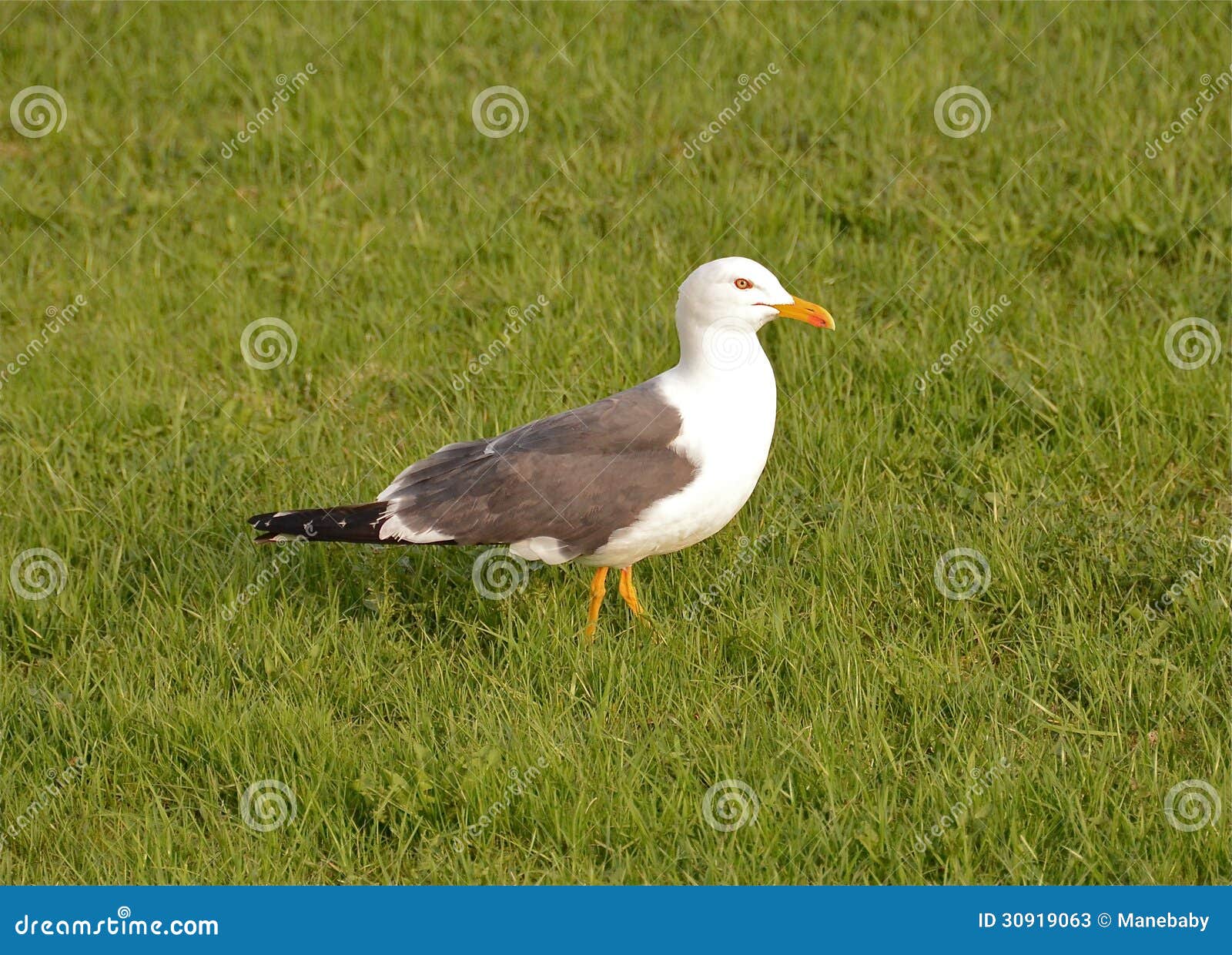 The gull Larus fuscus stock image. Image of fuscus, larus - 30919063