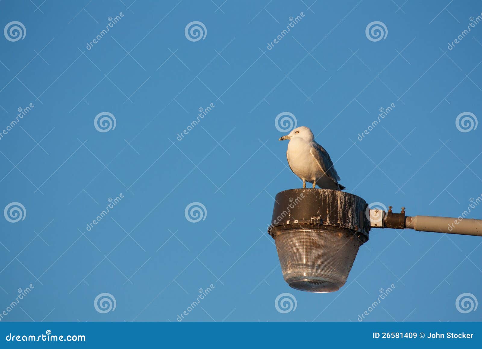 Gull on Light Fixture stock image. Image of rest, single - 26581409