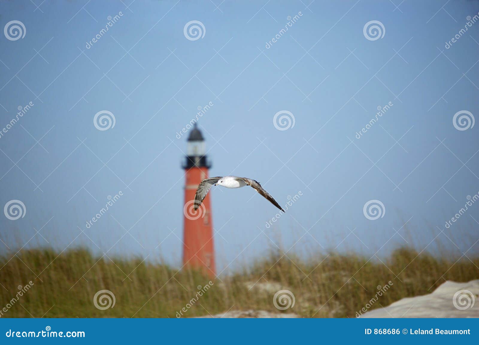 Gull and Lighthouse stock photo. Image of carefree, confidence - 868686
