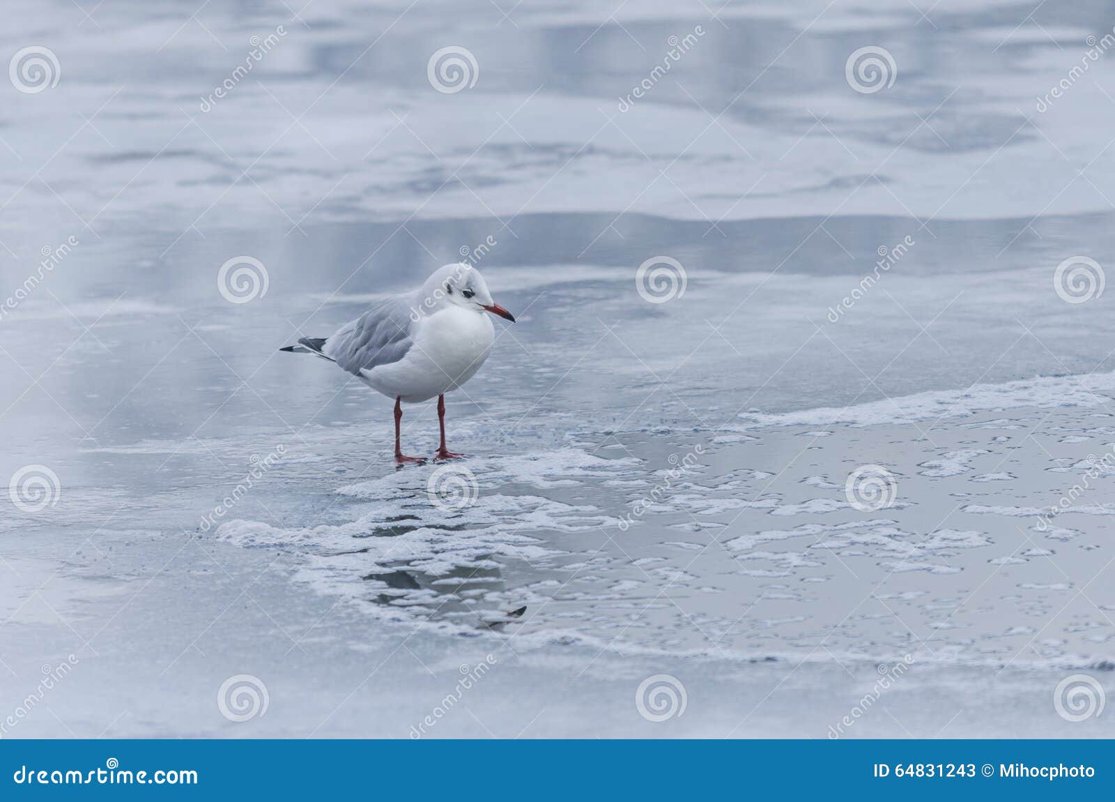 Gull on melting ice stock image. Image of flight, blue - 64831243