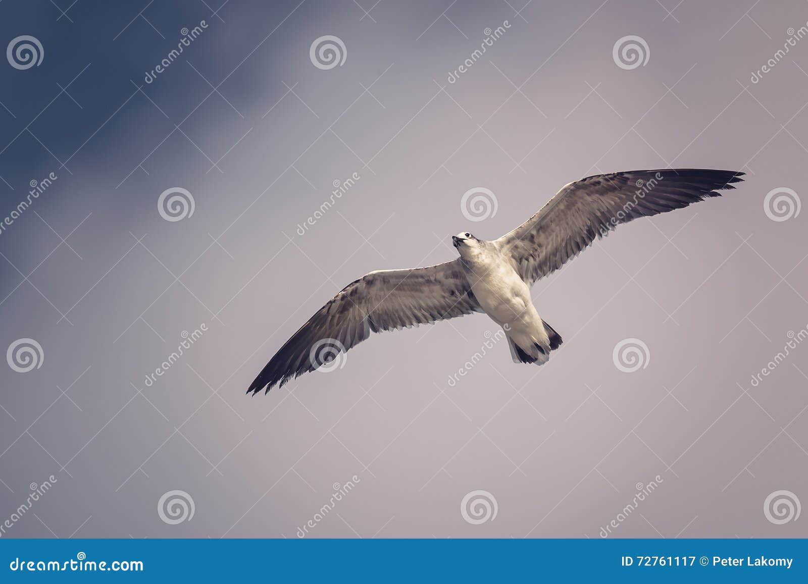 Gull stock image. Image of natural, male, black, outdoor - 72761117