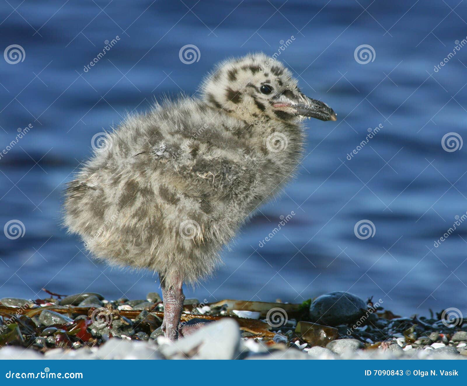 Gull nesting stock image. Image of area, nest, wildlife - 7090843