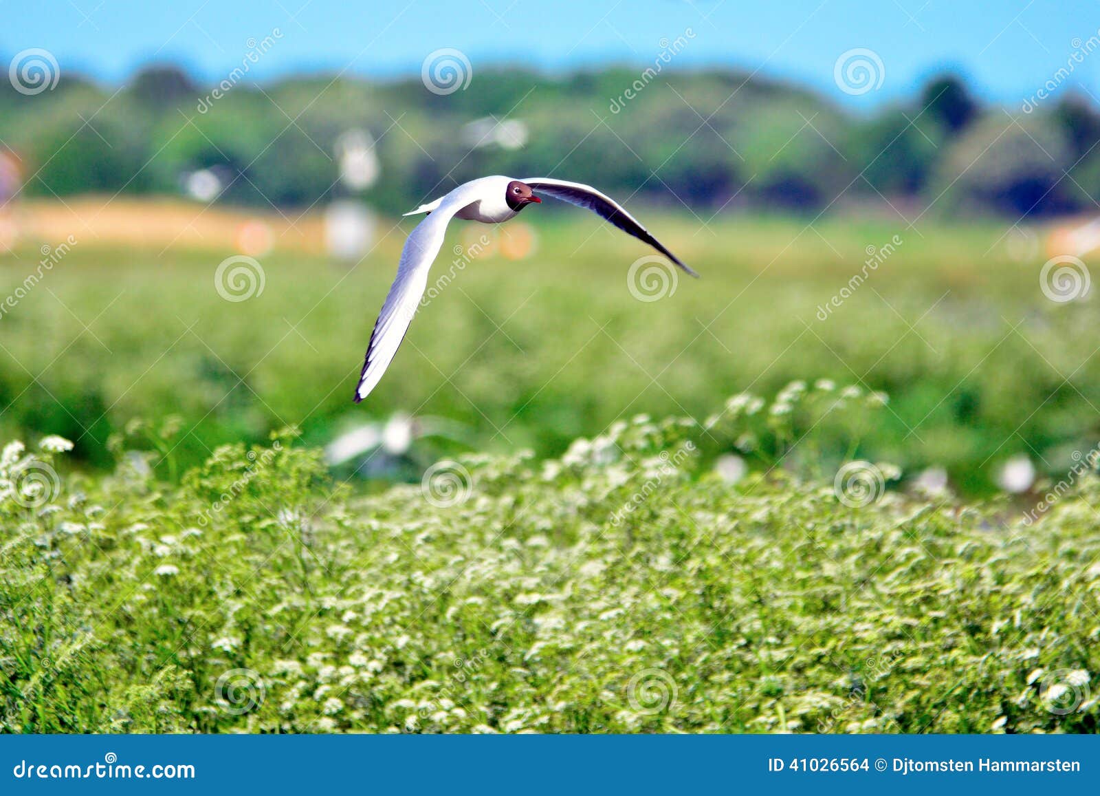 Gull nesting stock photo. Image of natural, outdoor, nature - 41026564
